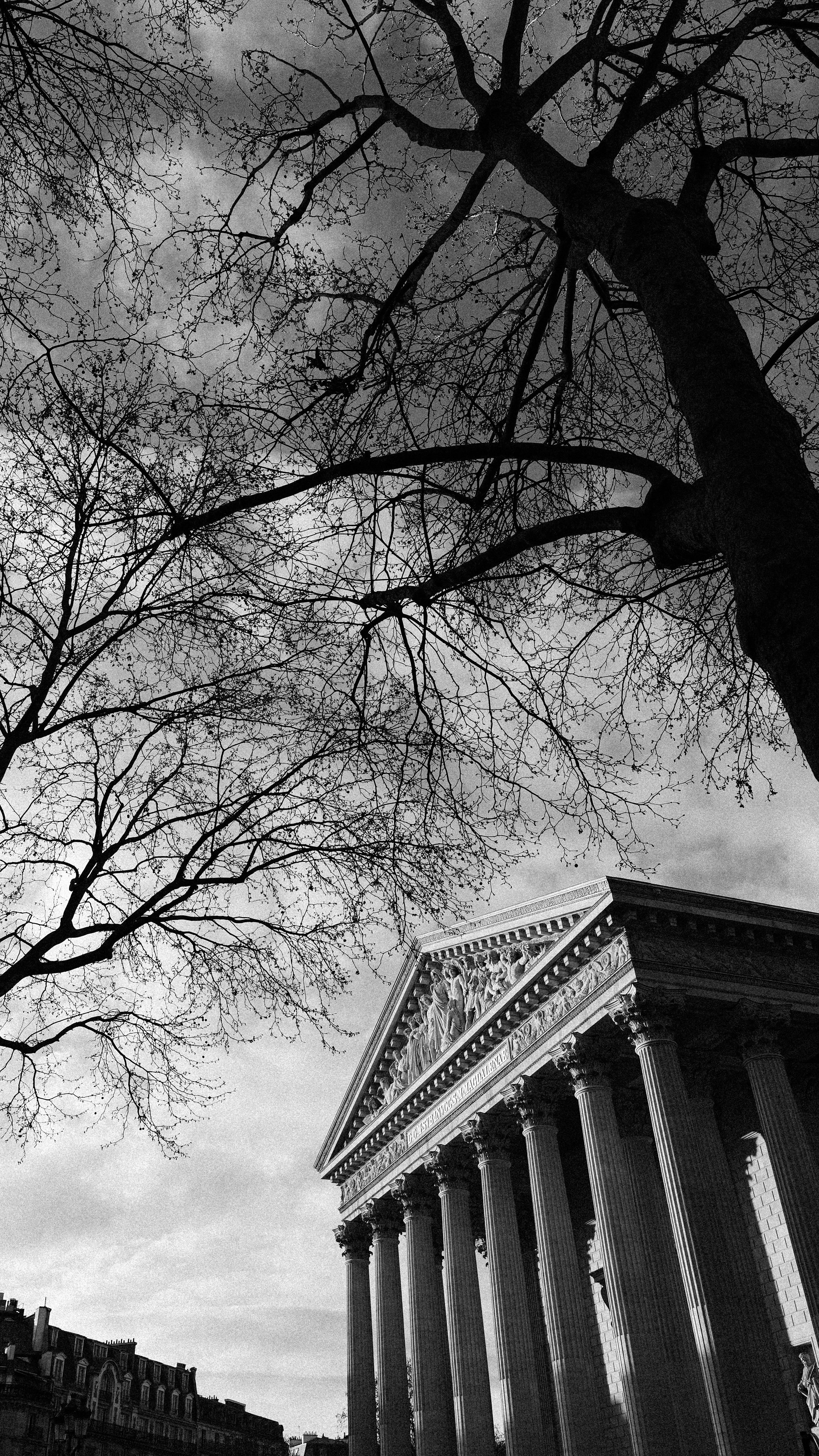 Temple of Gravity: A Gothic Tree Framing an Ancient Facade
