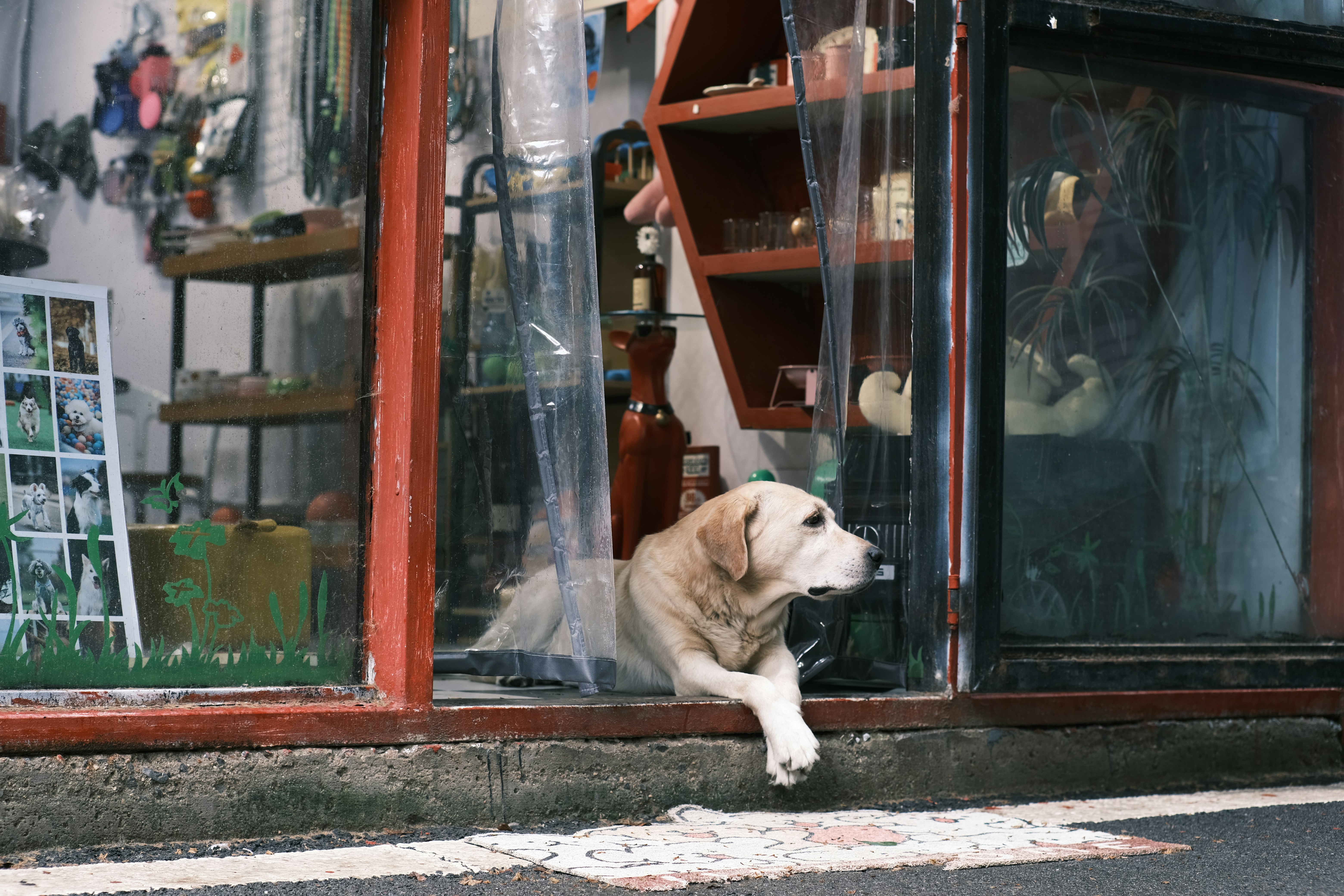 Loyal Watcher at the Shop Door