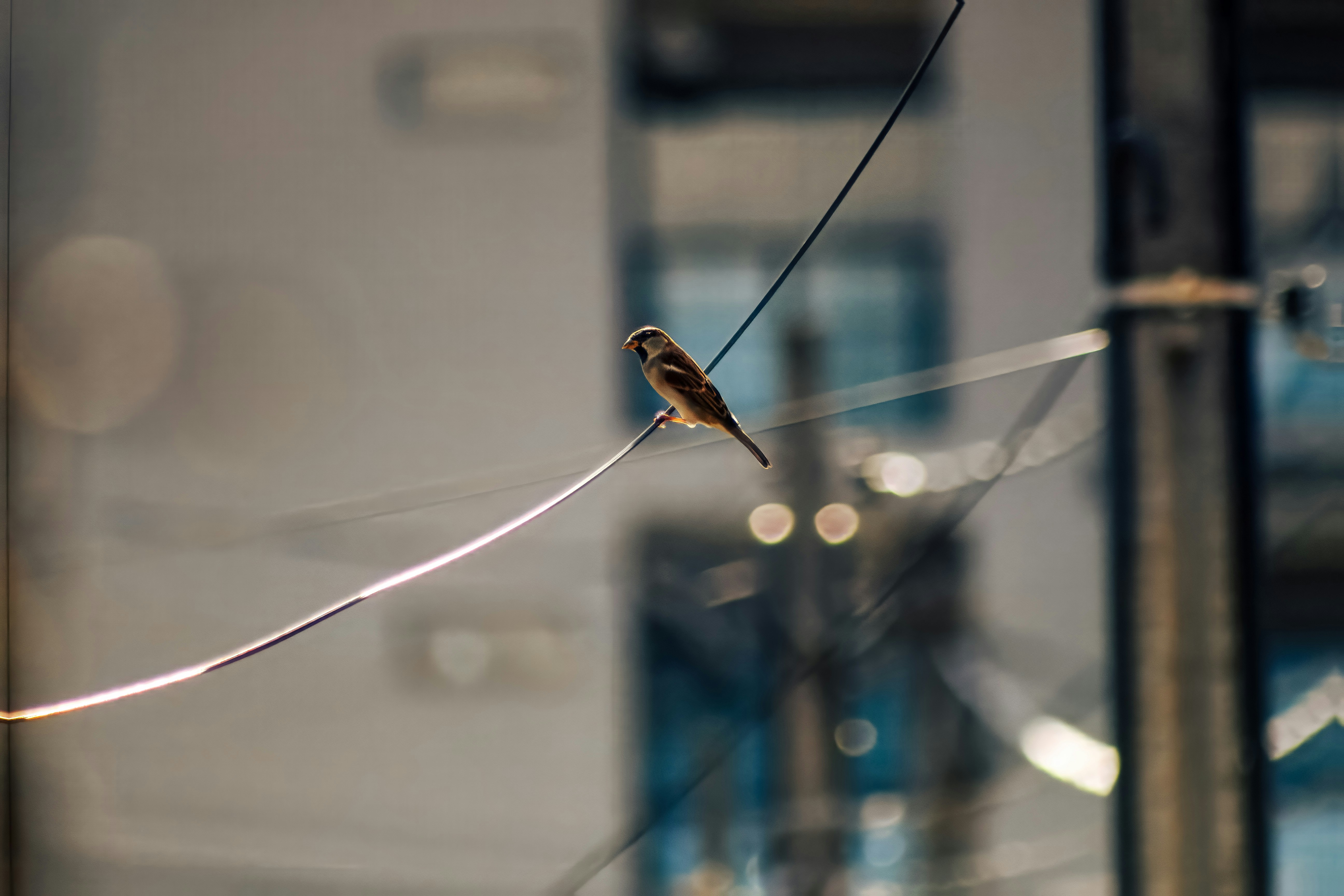 A lone sparrow poised on a thread of light in an urban haze