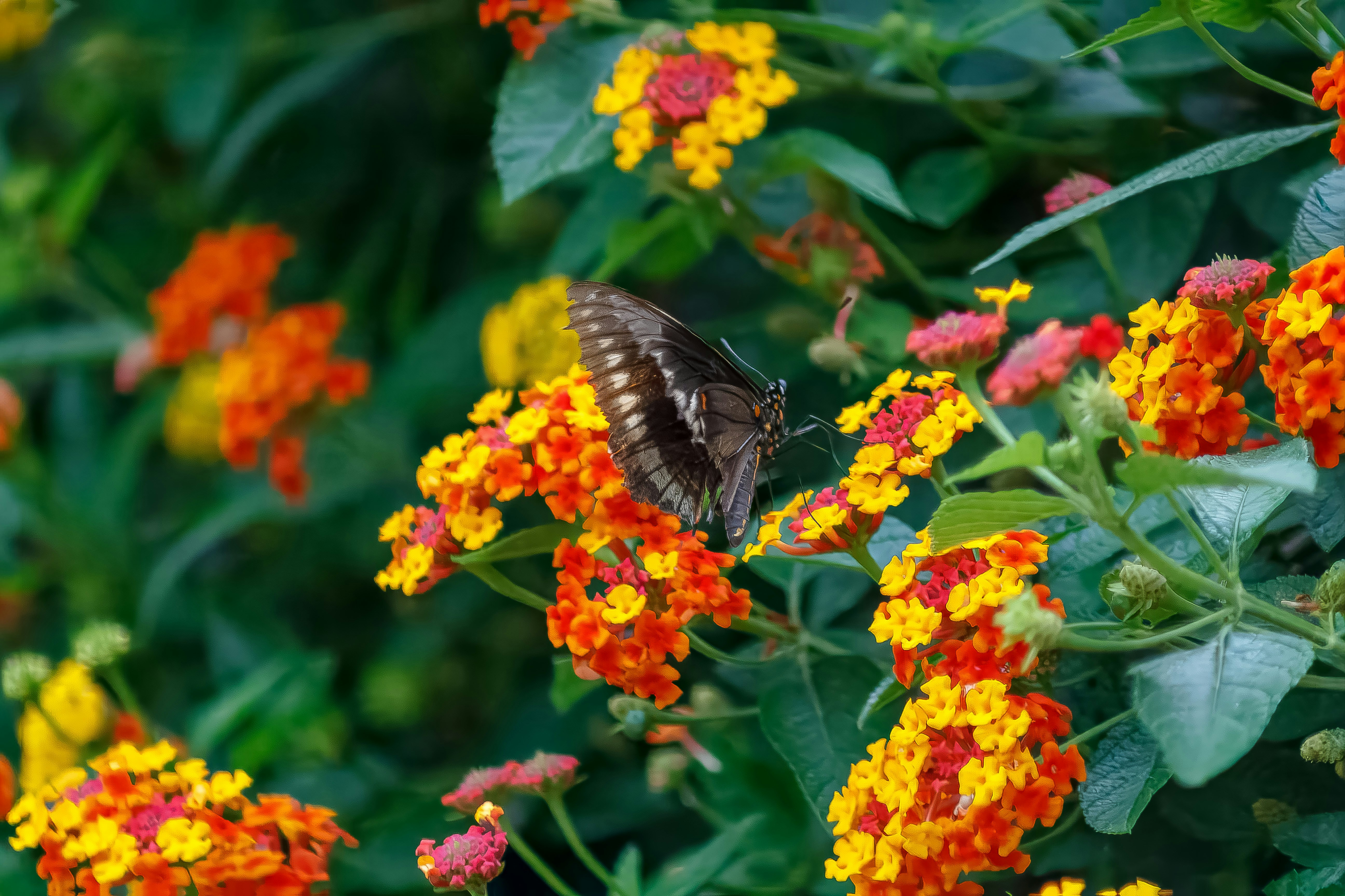 Butterfly on a Burst of Summer: A Lively Lantana Moment