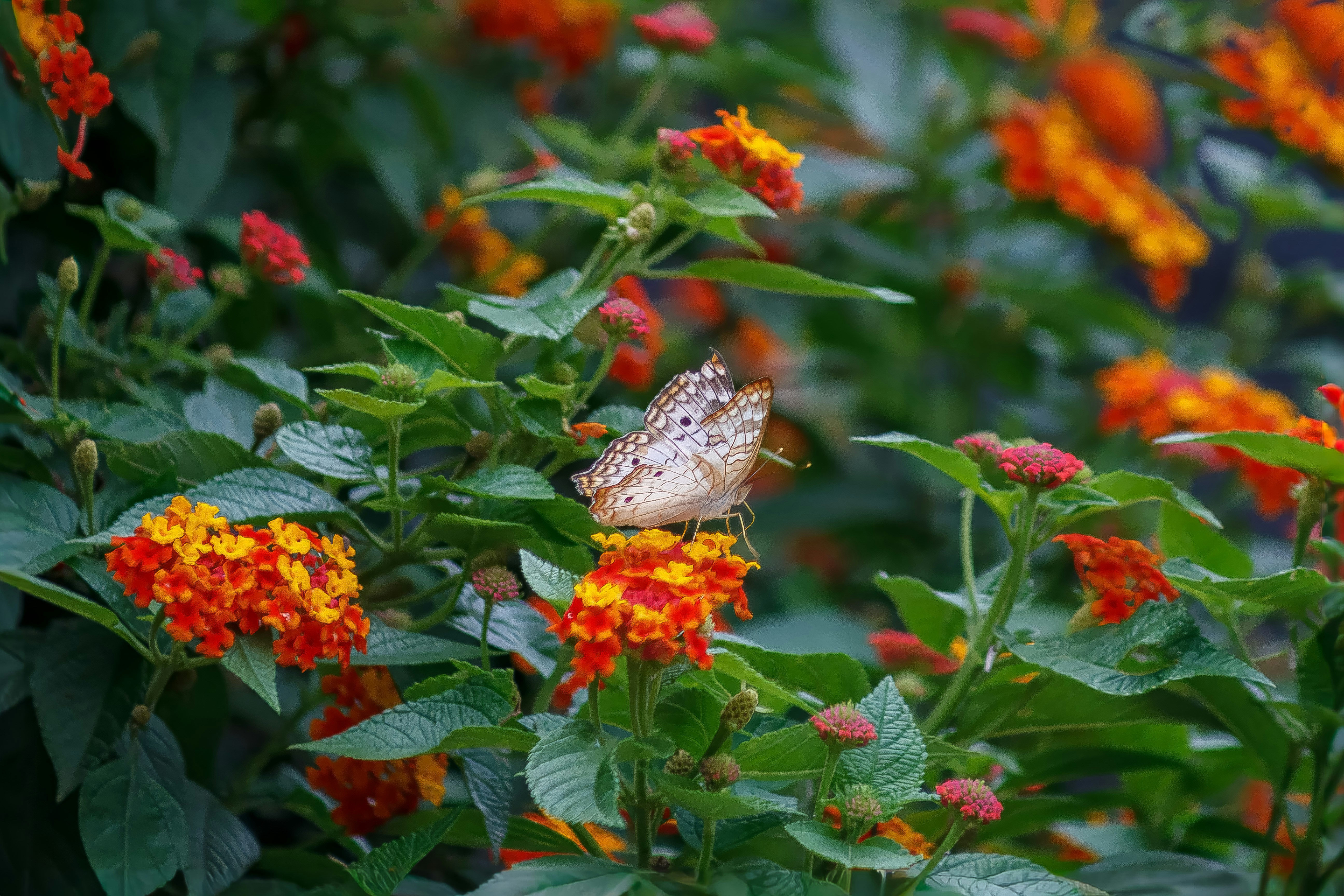 Butterfly Resting Among Vibrant Orange Blooms