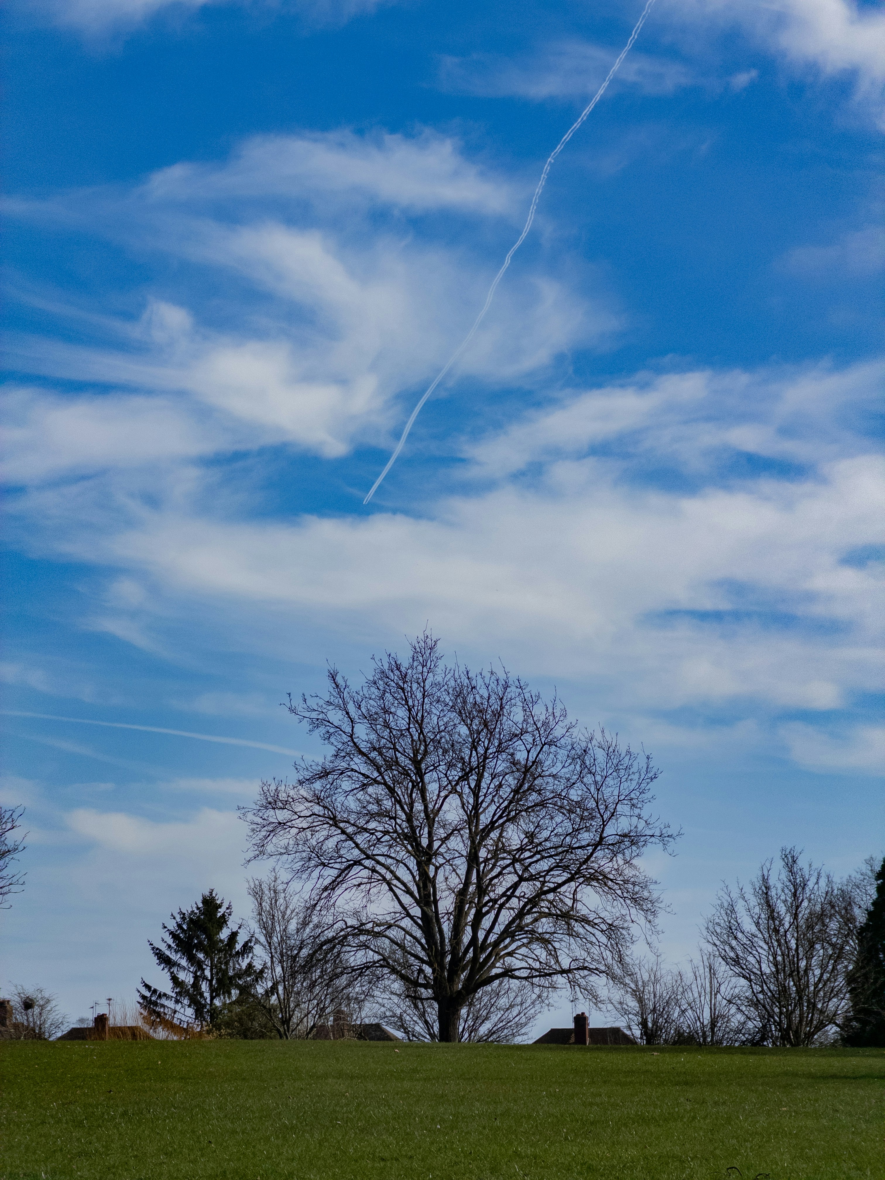 Bare Tree Silhouette Beneath a Blue Sky with Contrails
