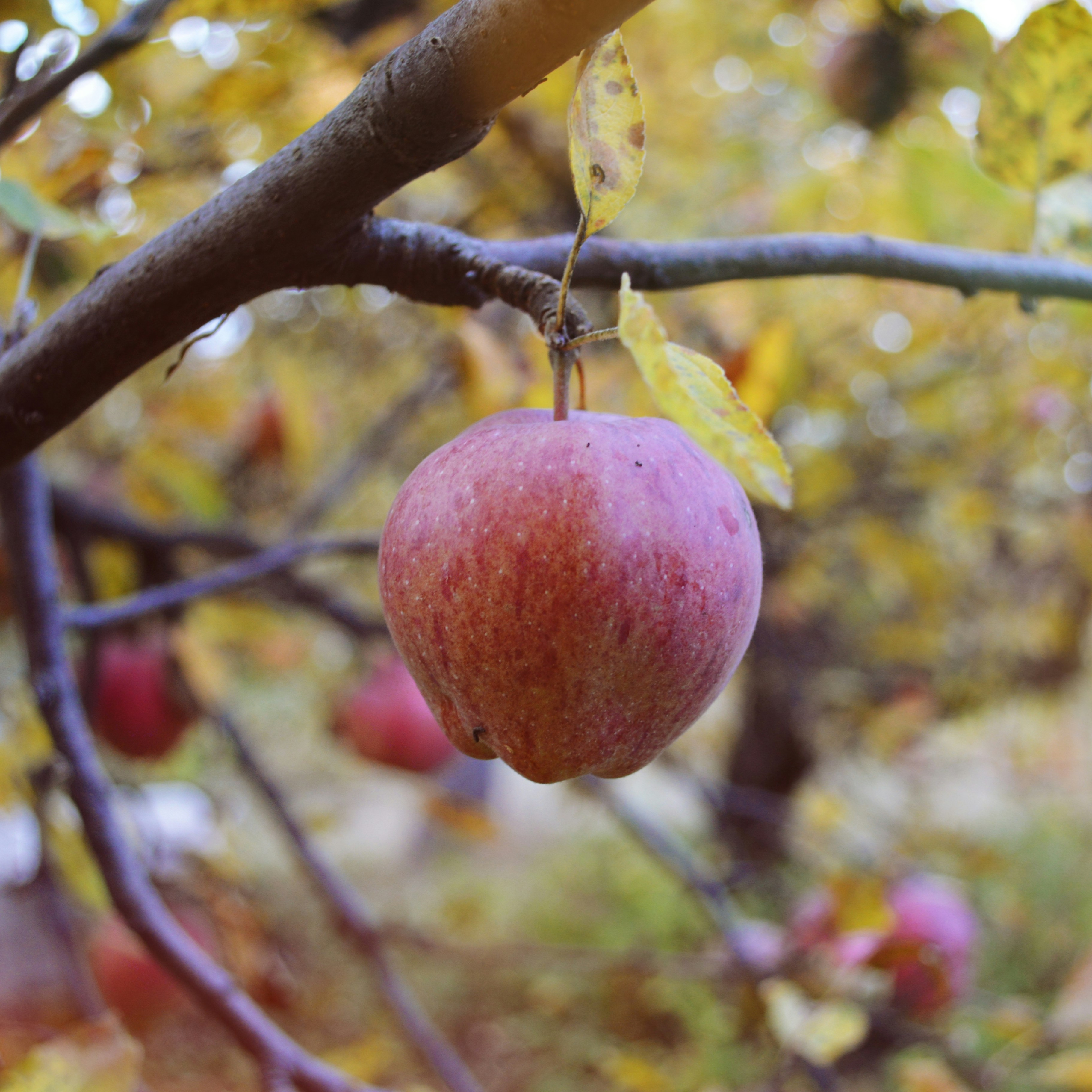 Plum in Focus: A still life pendant from an autumn orchard