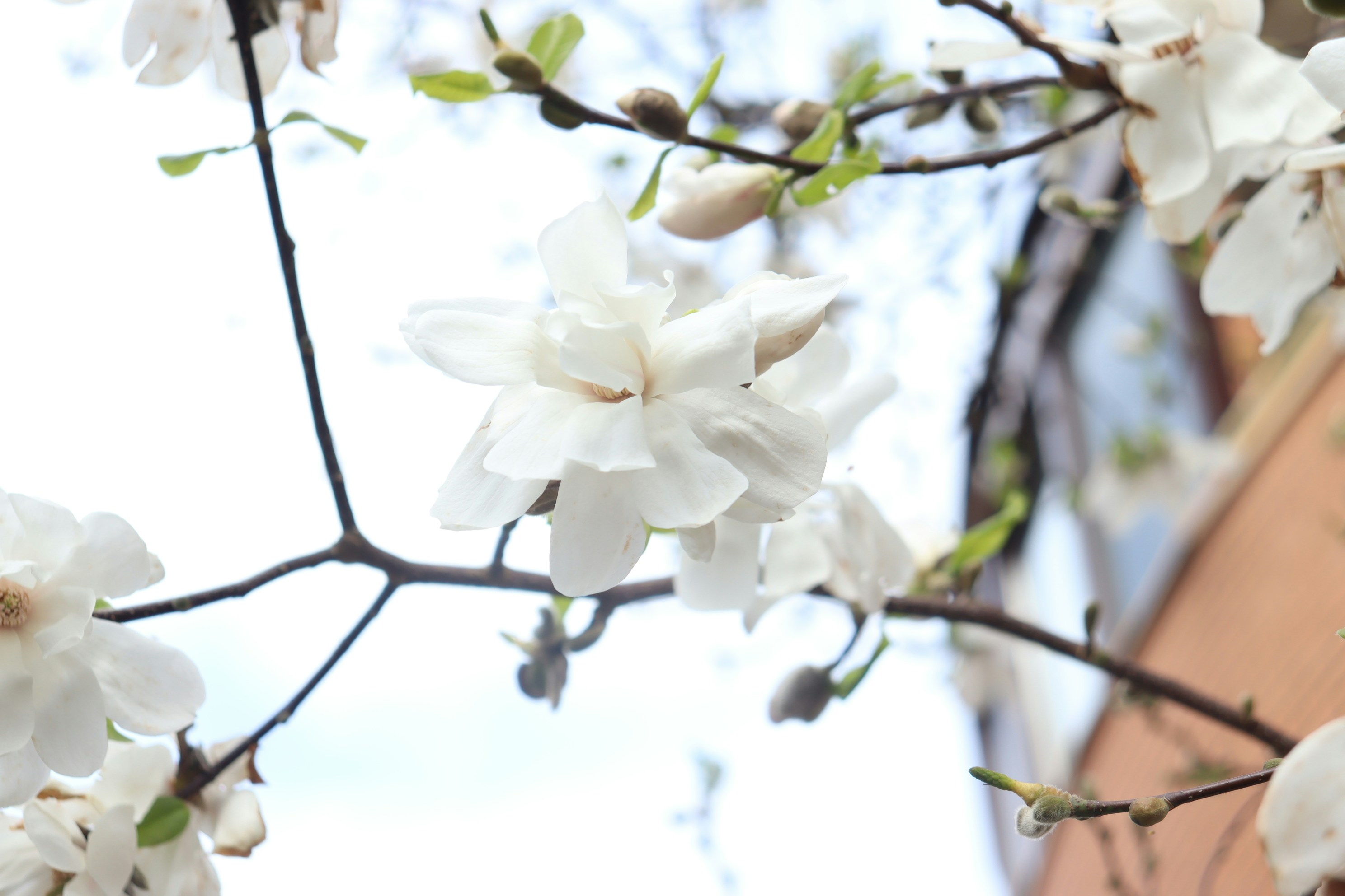 White Magnolia in Soft Focus Bloom