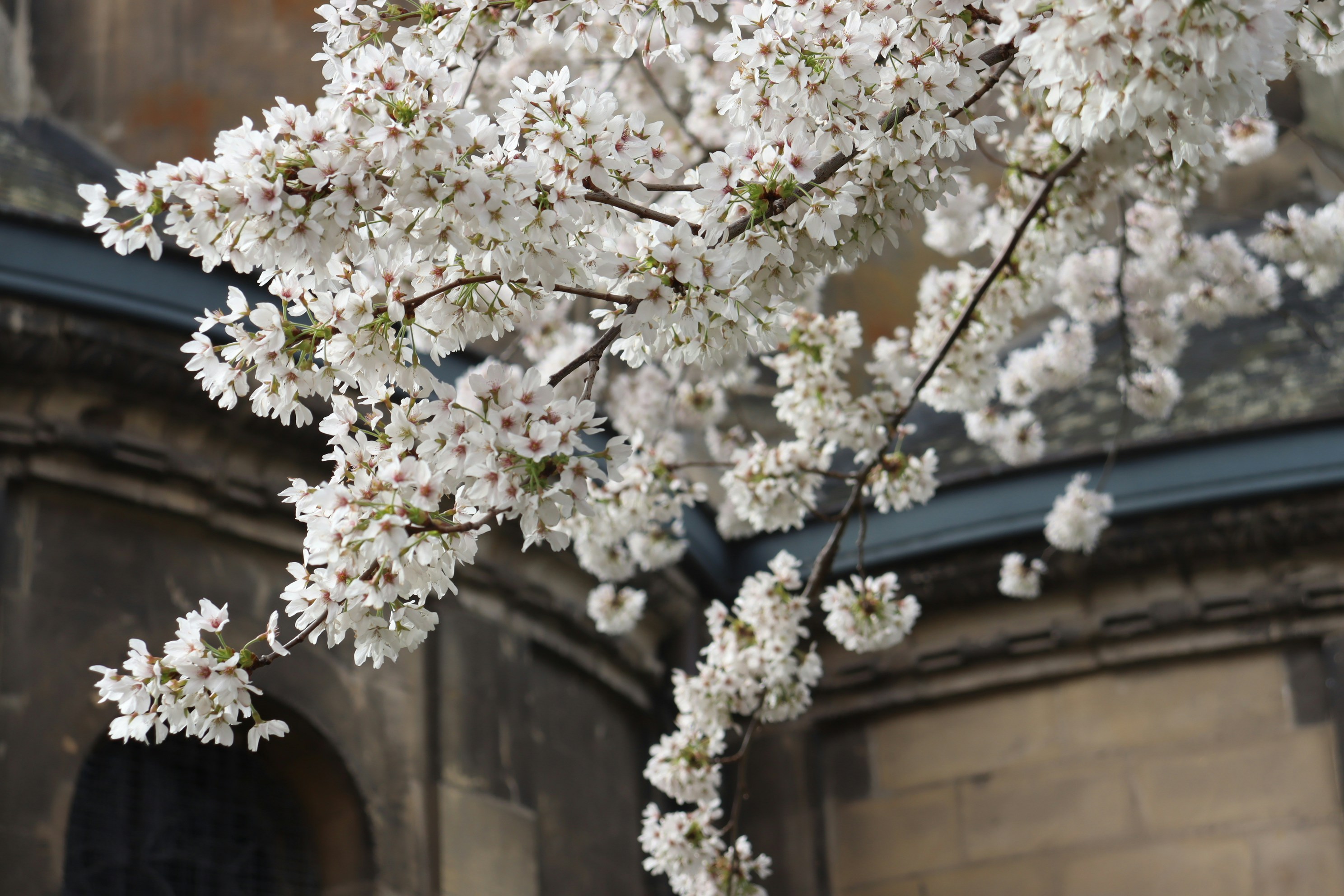Spring Frost on Stone: Blossoms Framing an Arch