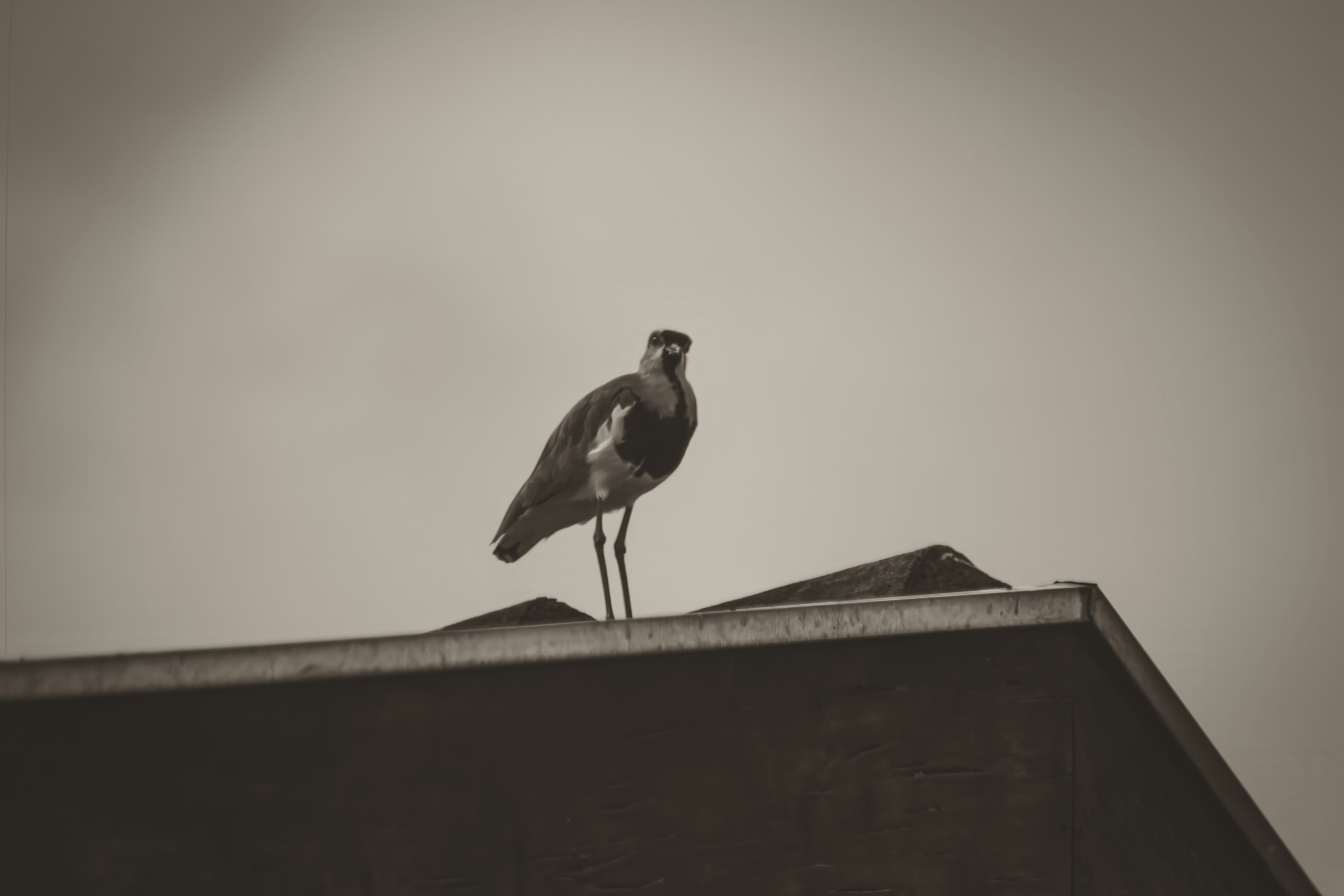 Bird on the Ridge: A Quiet Rooftop Perch