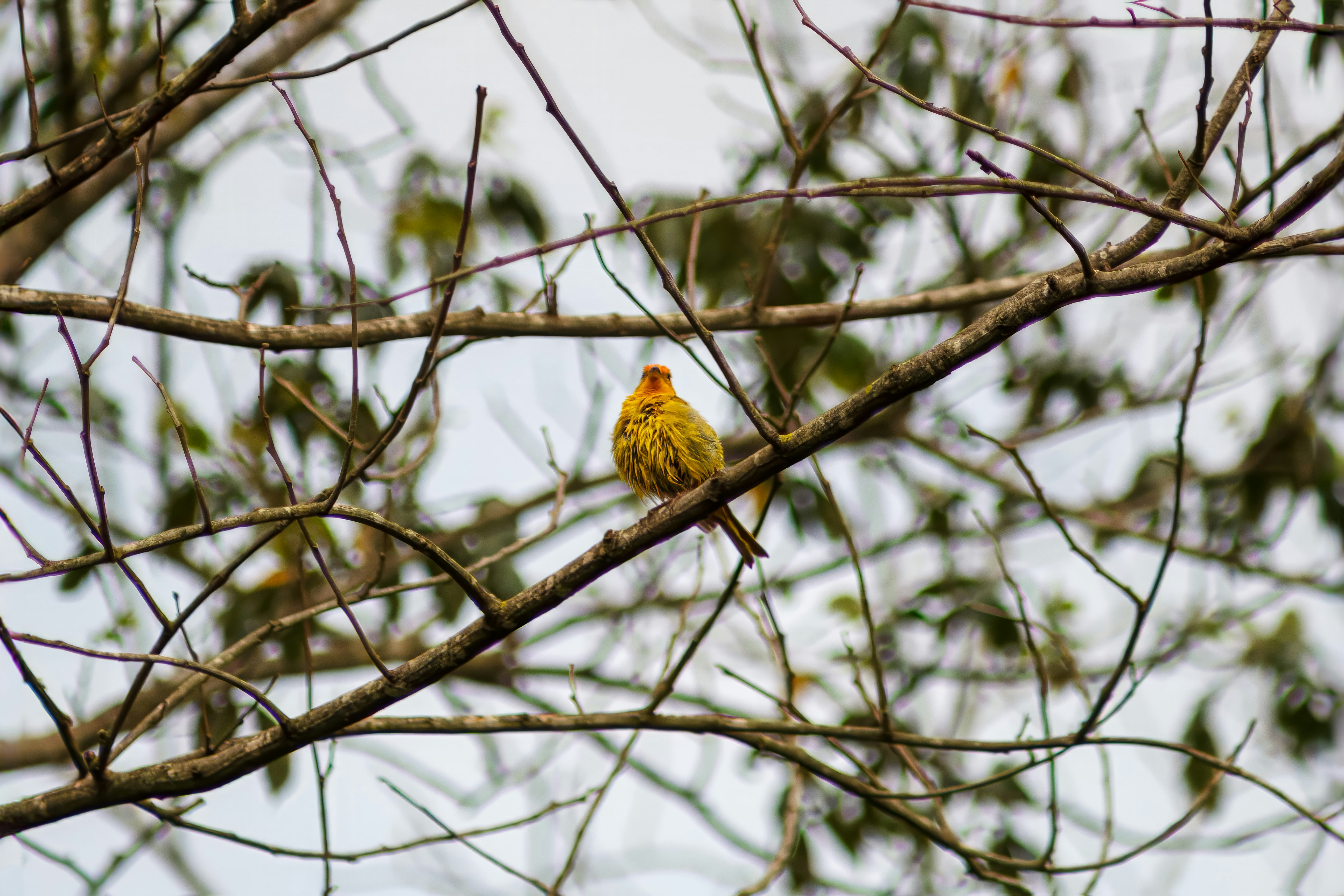 Yellow Bird on a Web of Twigs in Winter Light