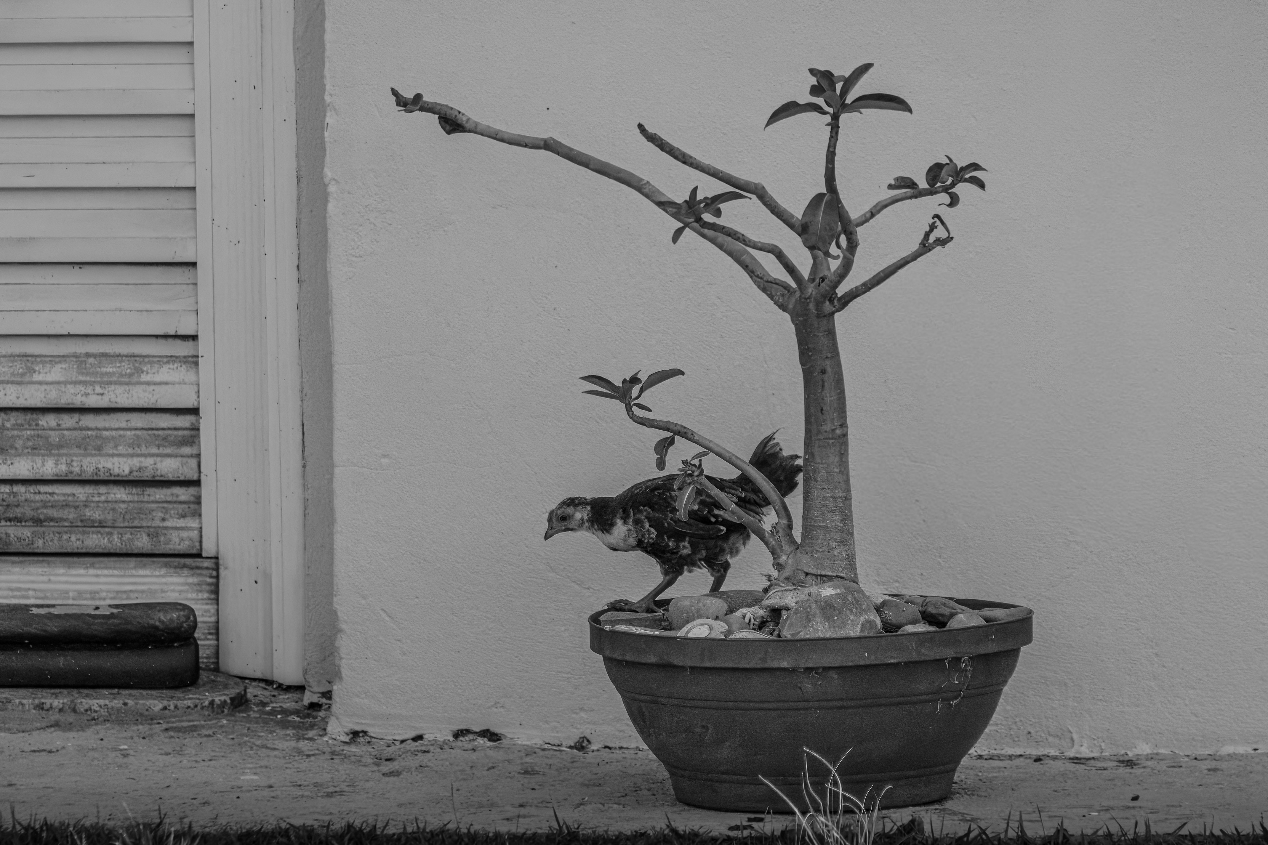 Potted bonsai-like tree beside a blank wall