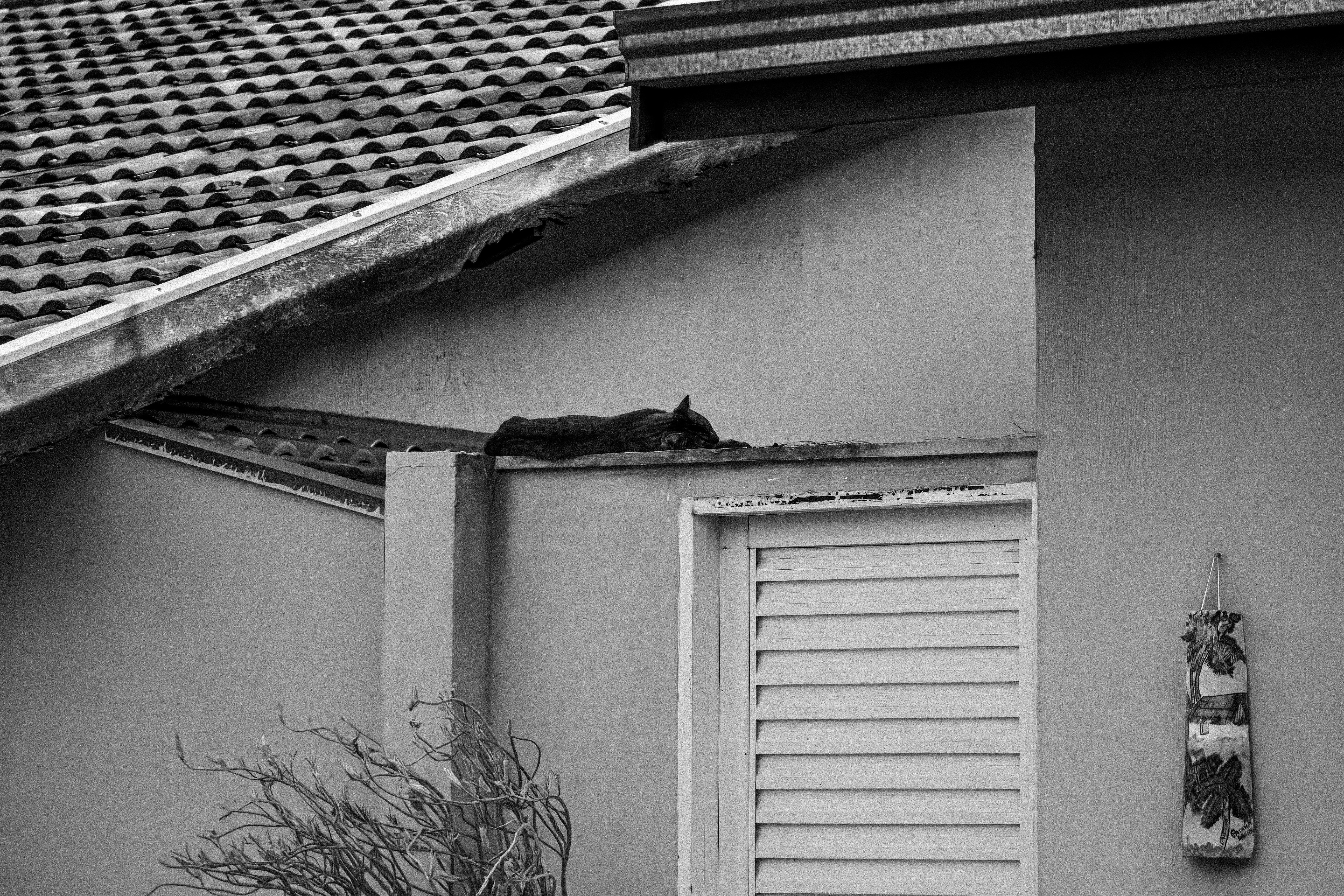 Catnap on the Roof: A Quiet Moment Above the Door