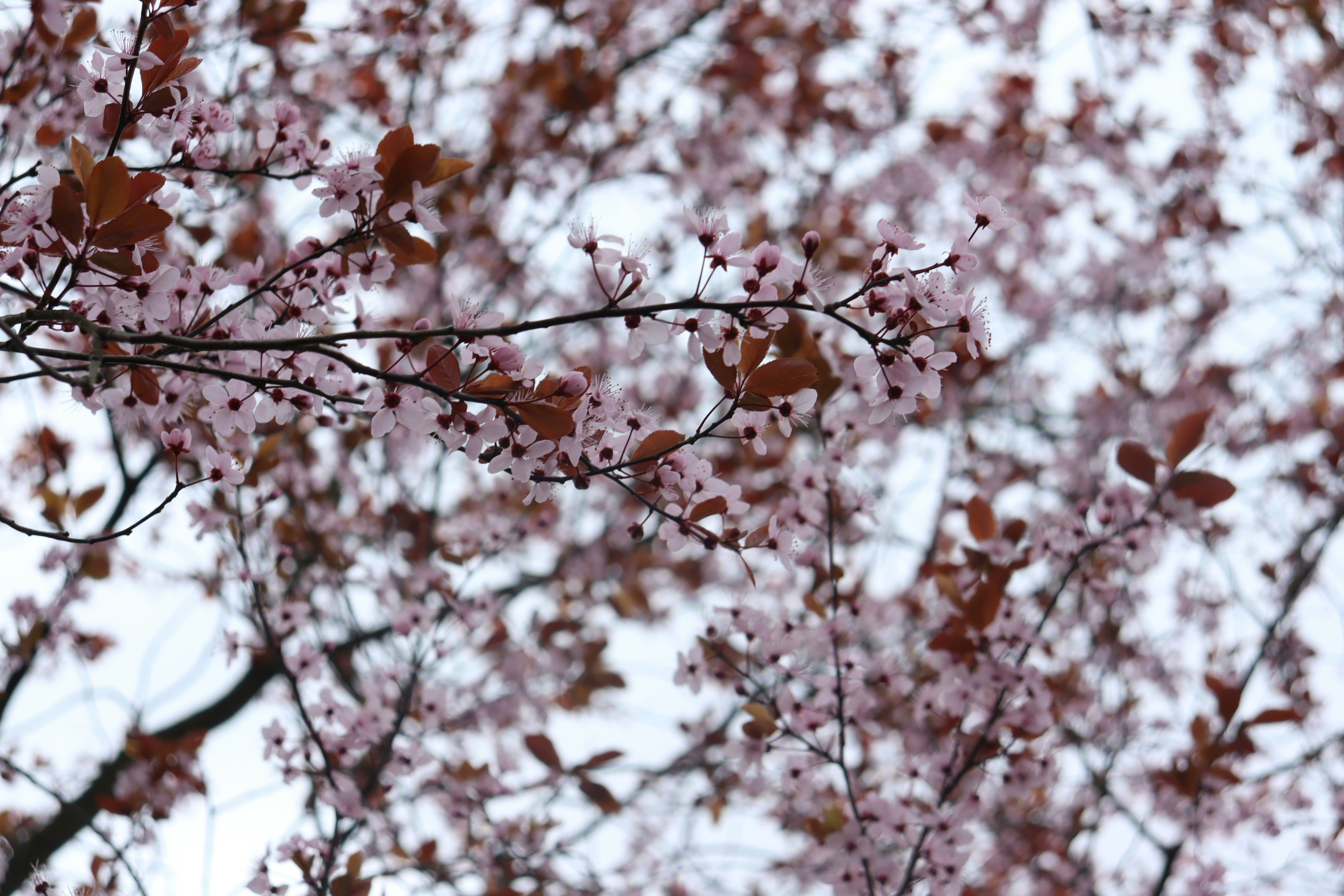 Petals in the Breeze: Spring Cherry on a Sky-Scraped Branch