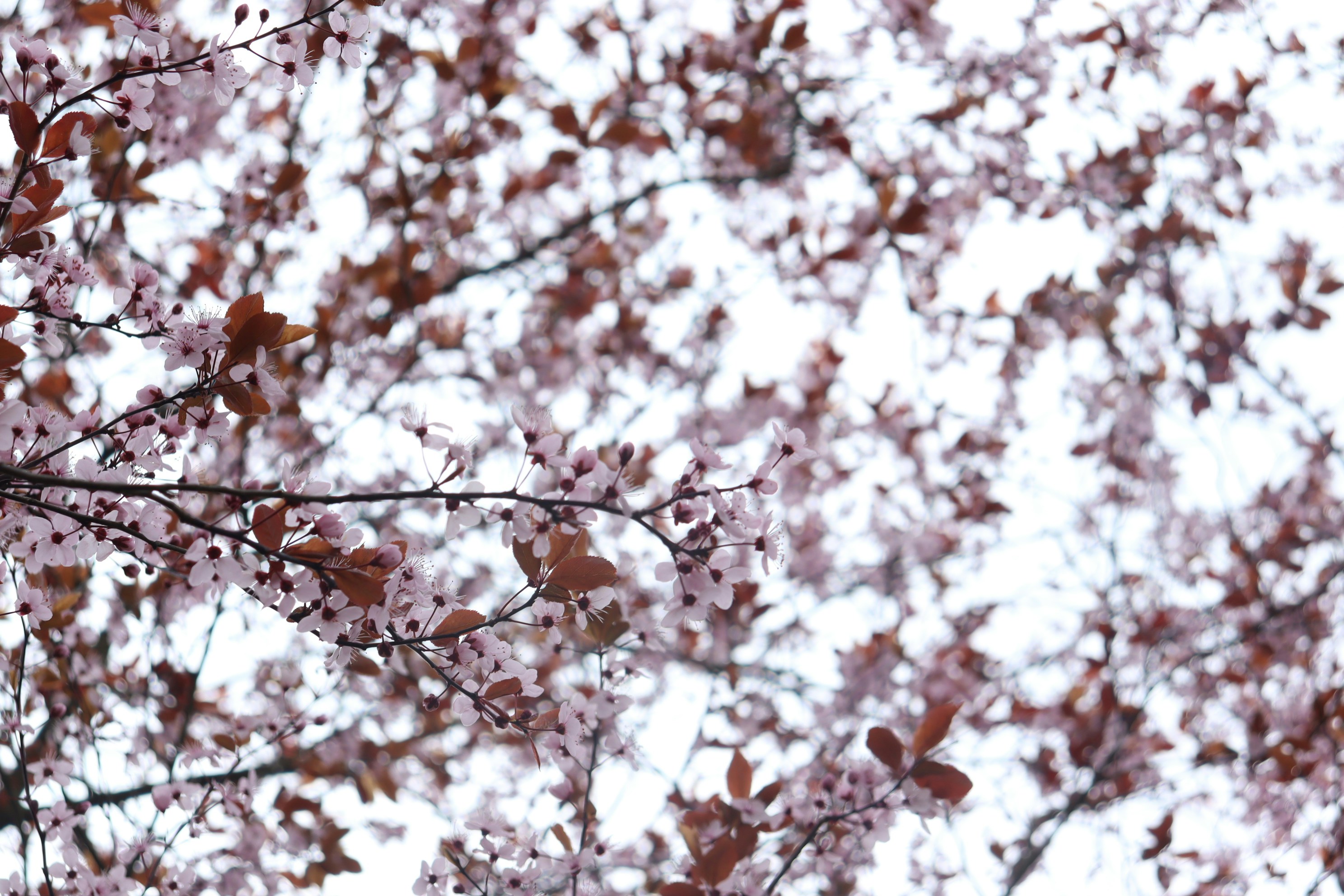 Soft Cherry Blossom canopy drifting in pale light