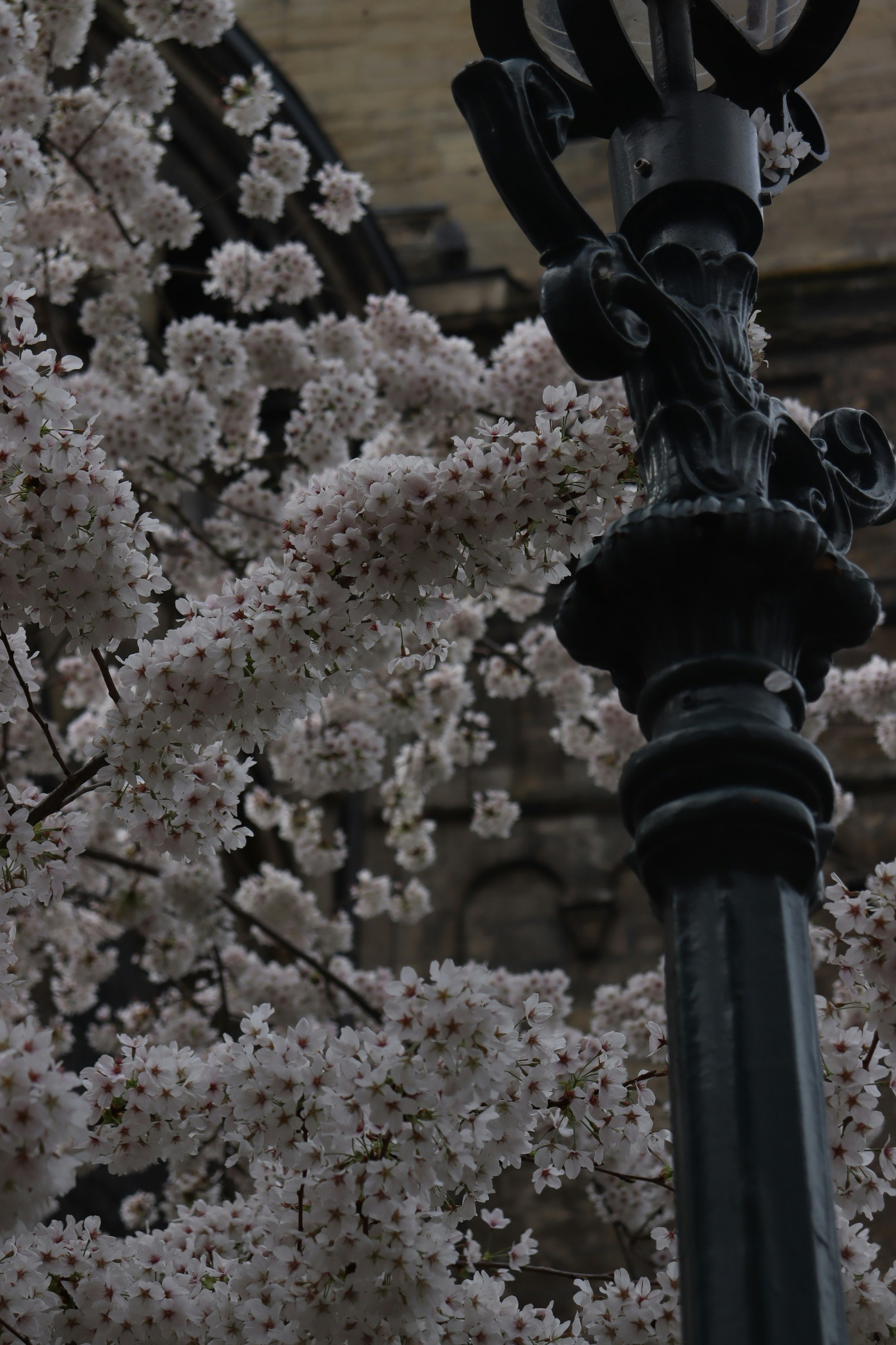 Lamppost framed by cherry blossoms in a shadowed urban scene