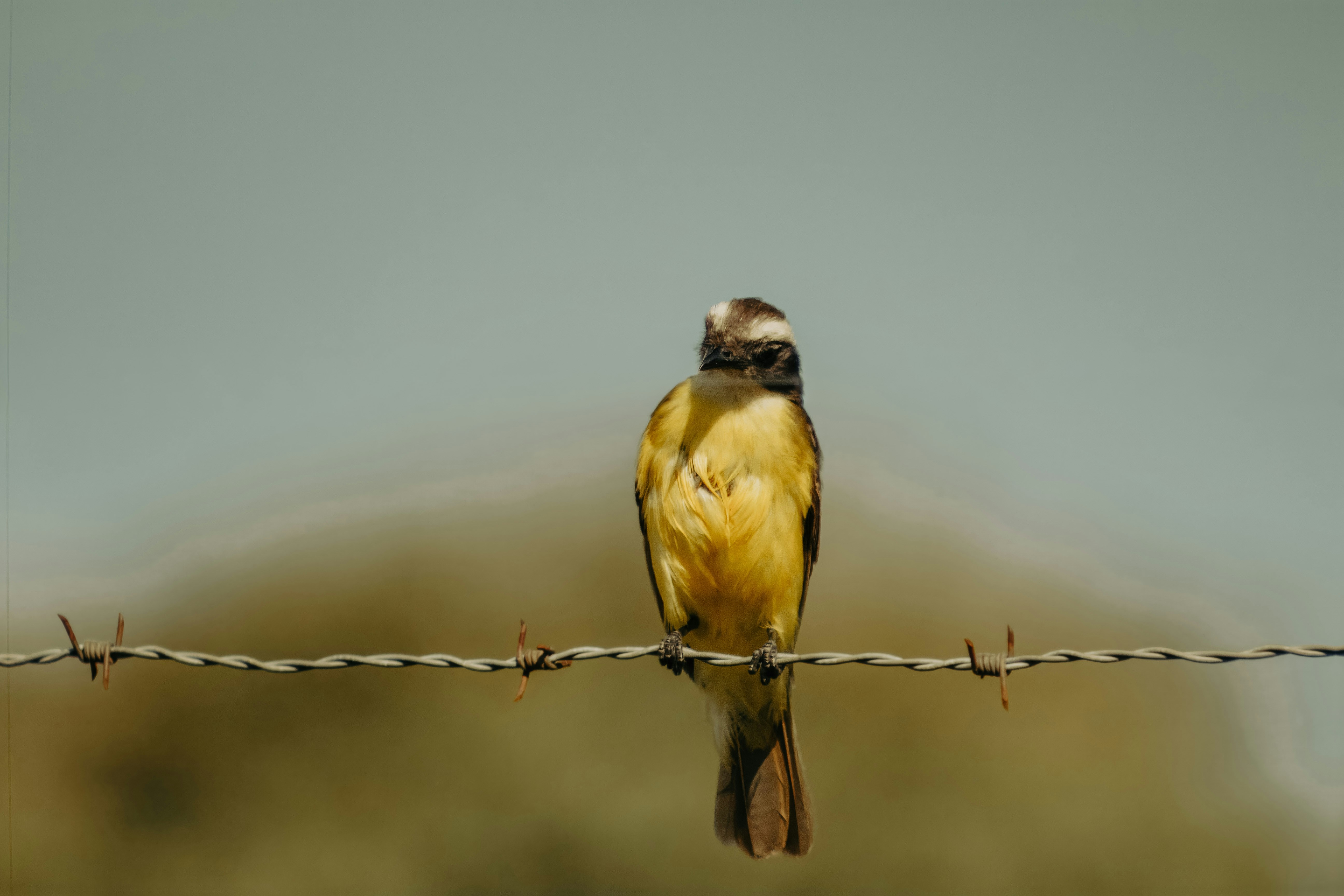 Midfield Perch: A lone bird on a rusted bar of wire