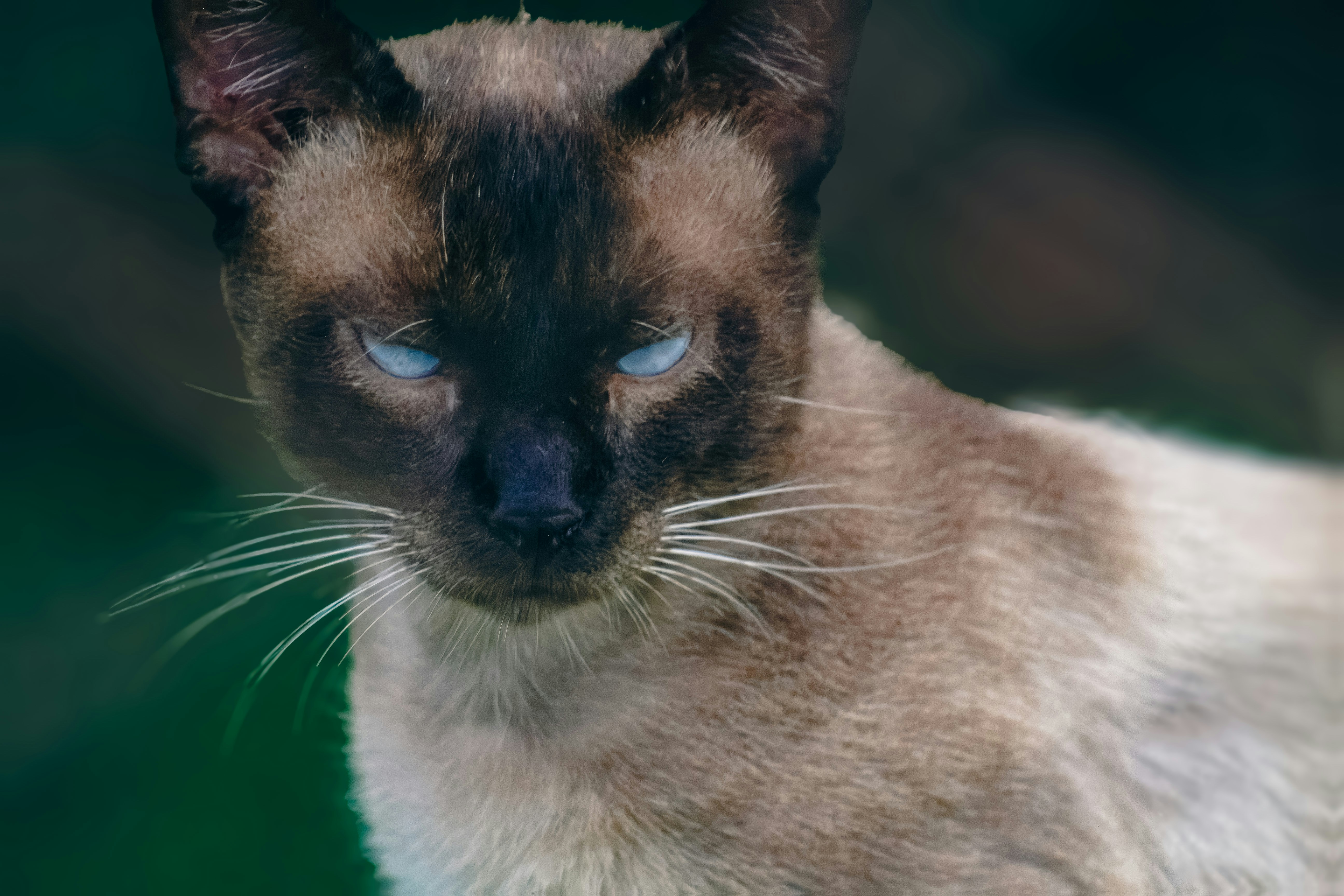 A watchful Siamese in dappled shade