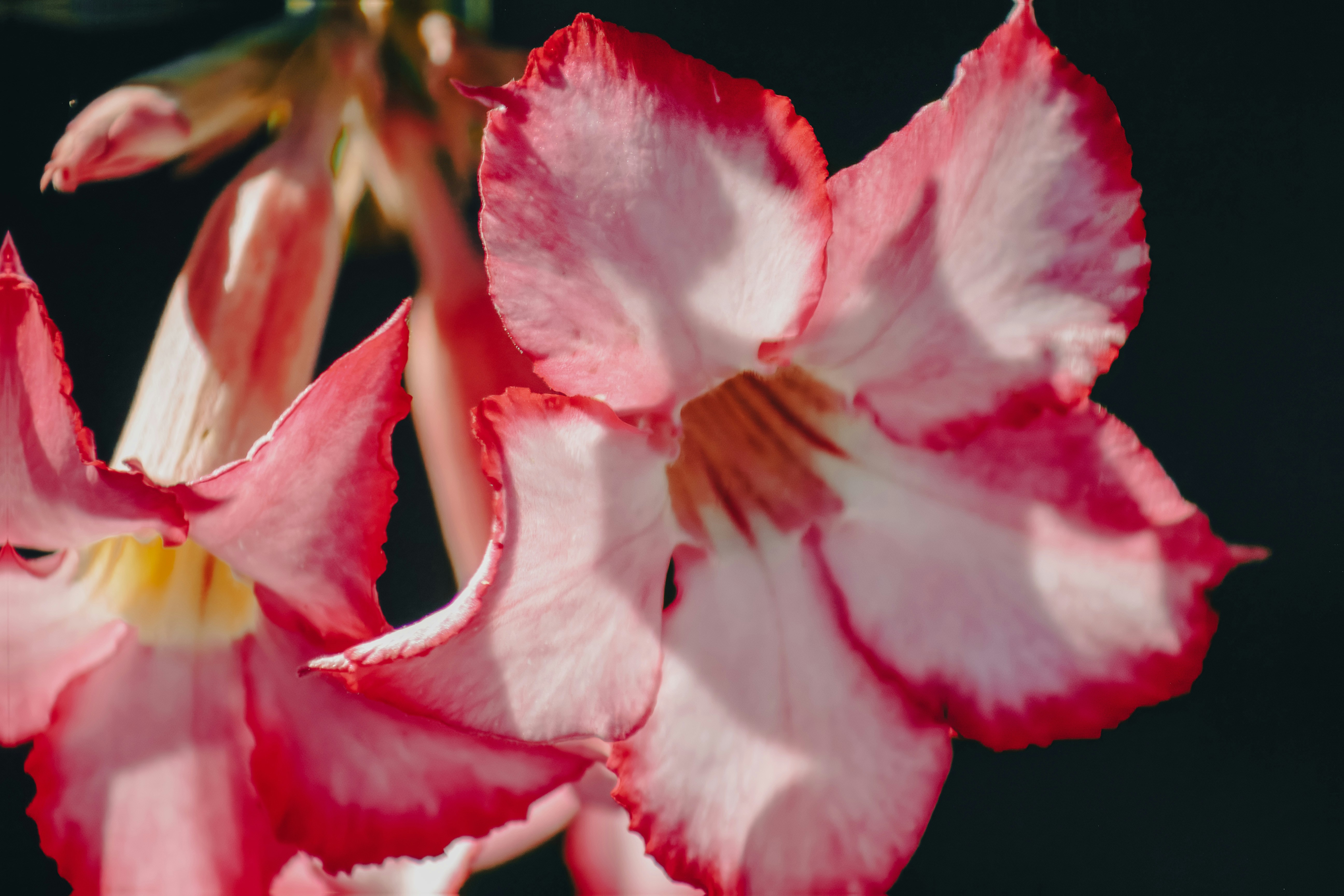 Petal Portrait in Soft Backlight