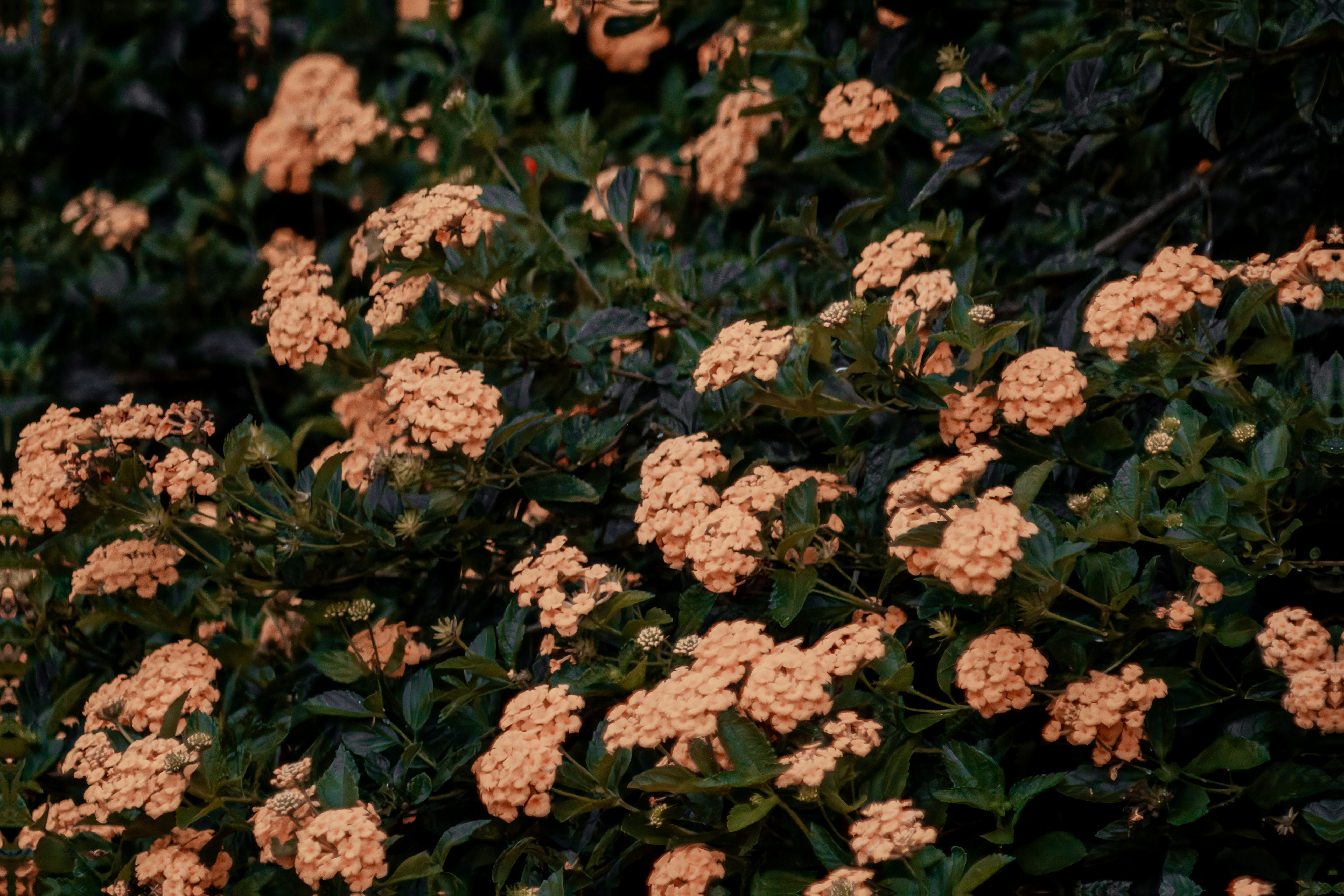 Soft Coral Blossoms Against Deep Green Foliage