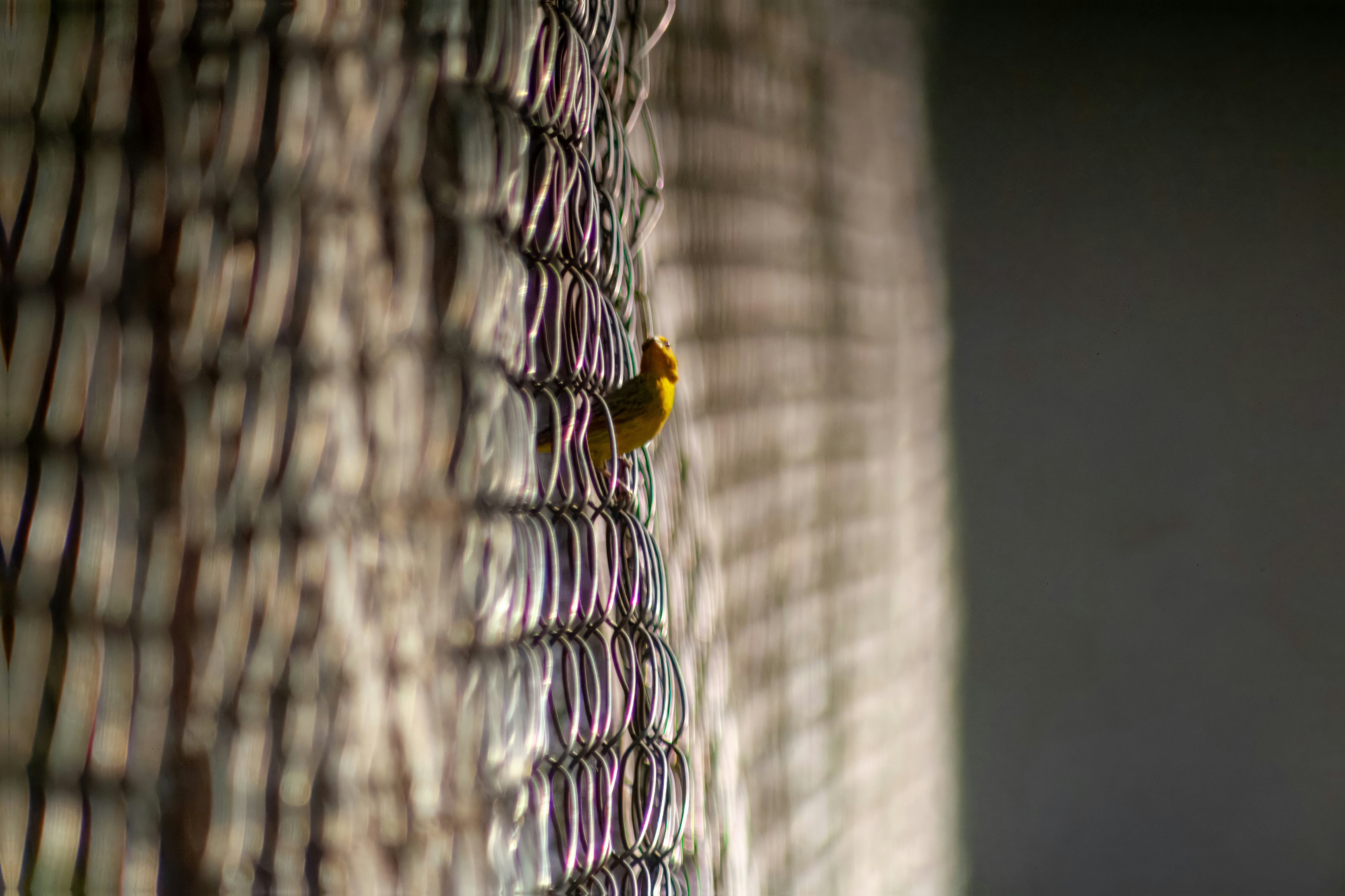 Coiled mesh in focus: a tactile skein of light and shadow