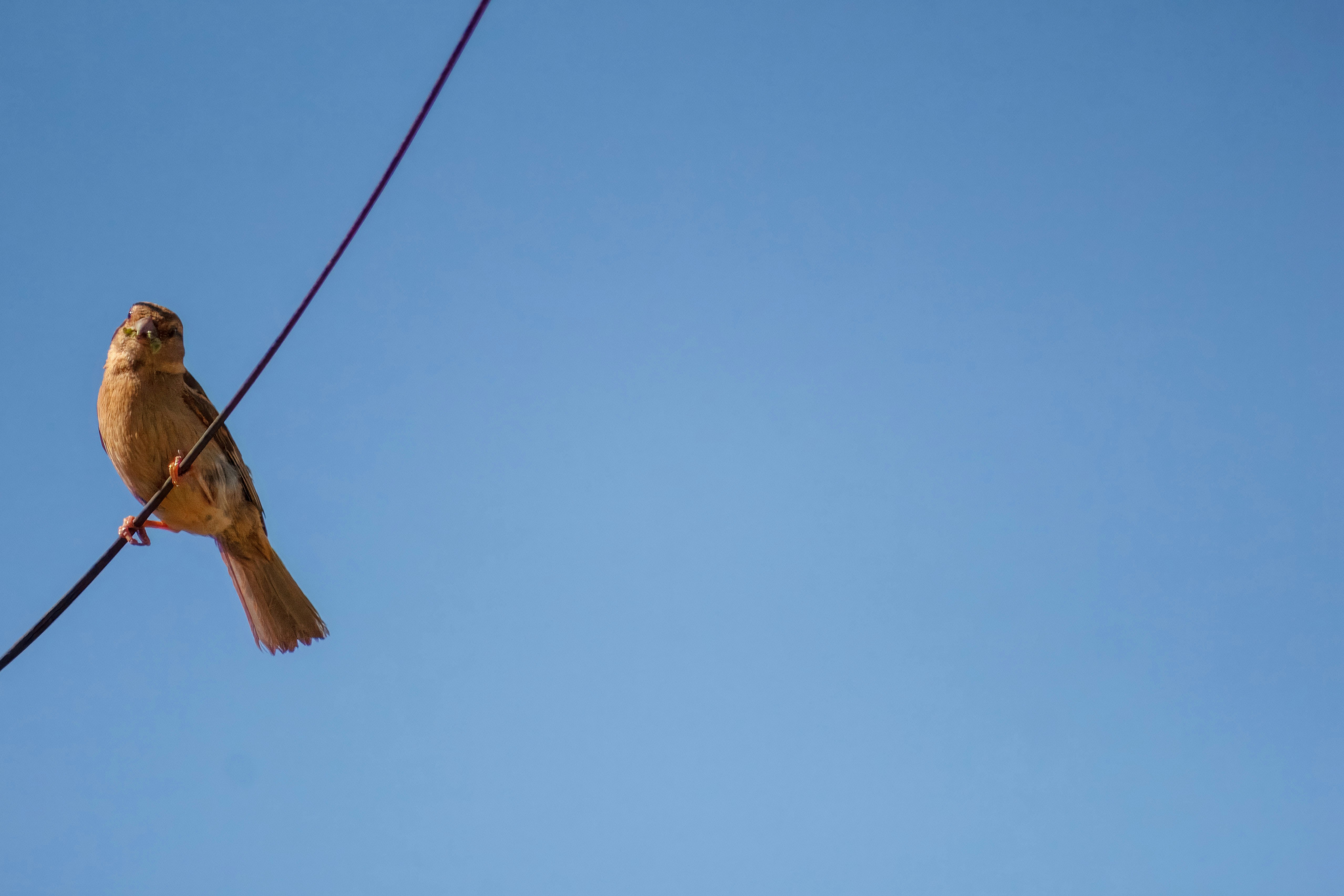 Bird on a Wire Under a Wide Blue Sky