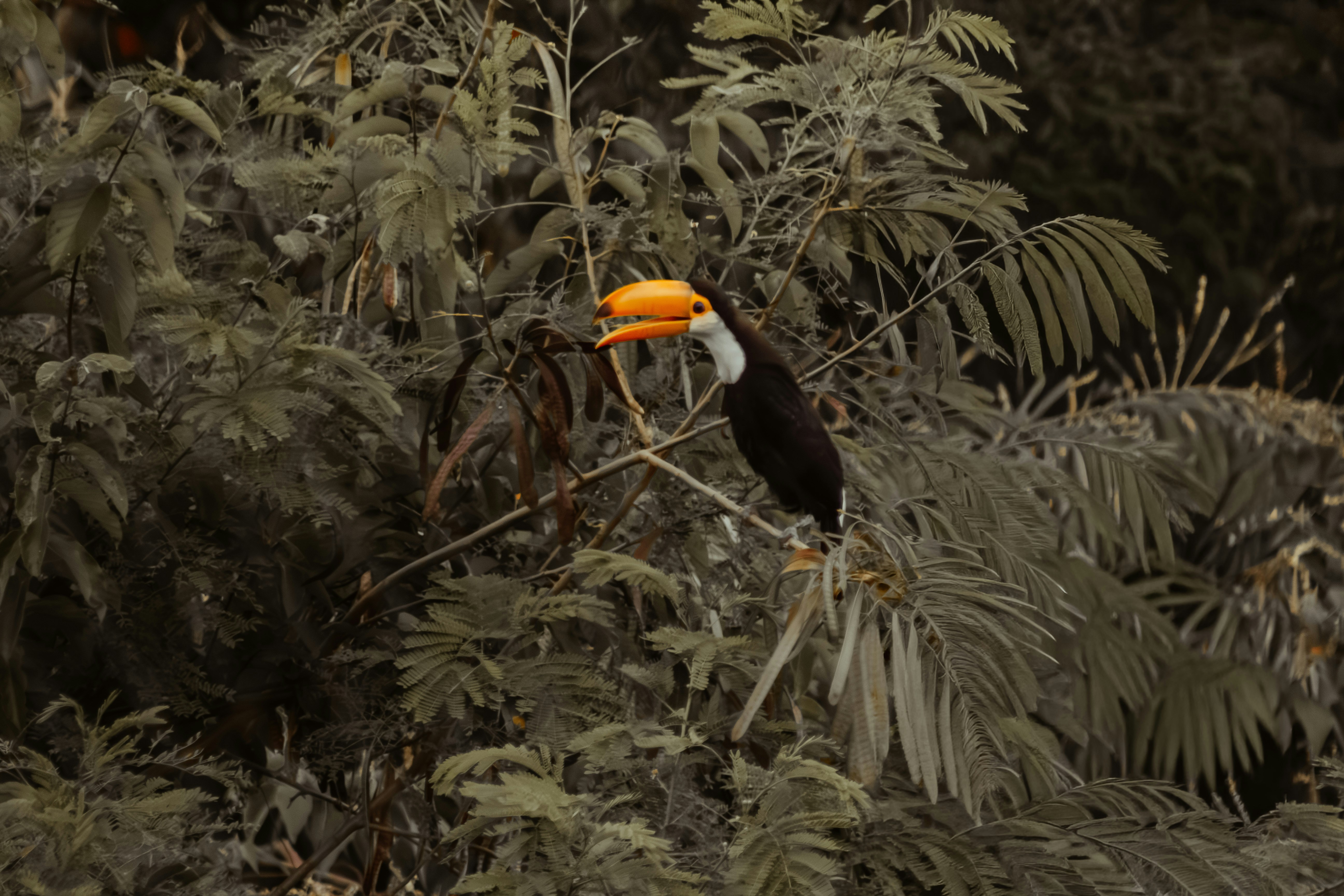Orange-beaked Stork in Tropical Foliage