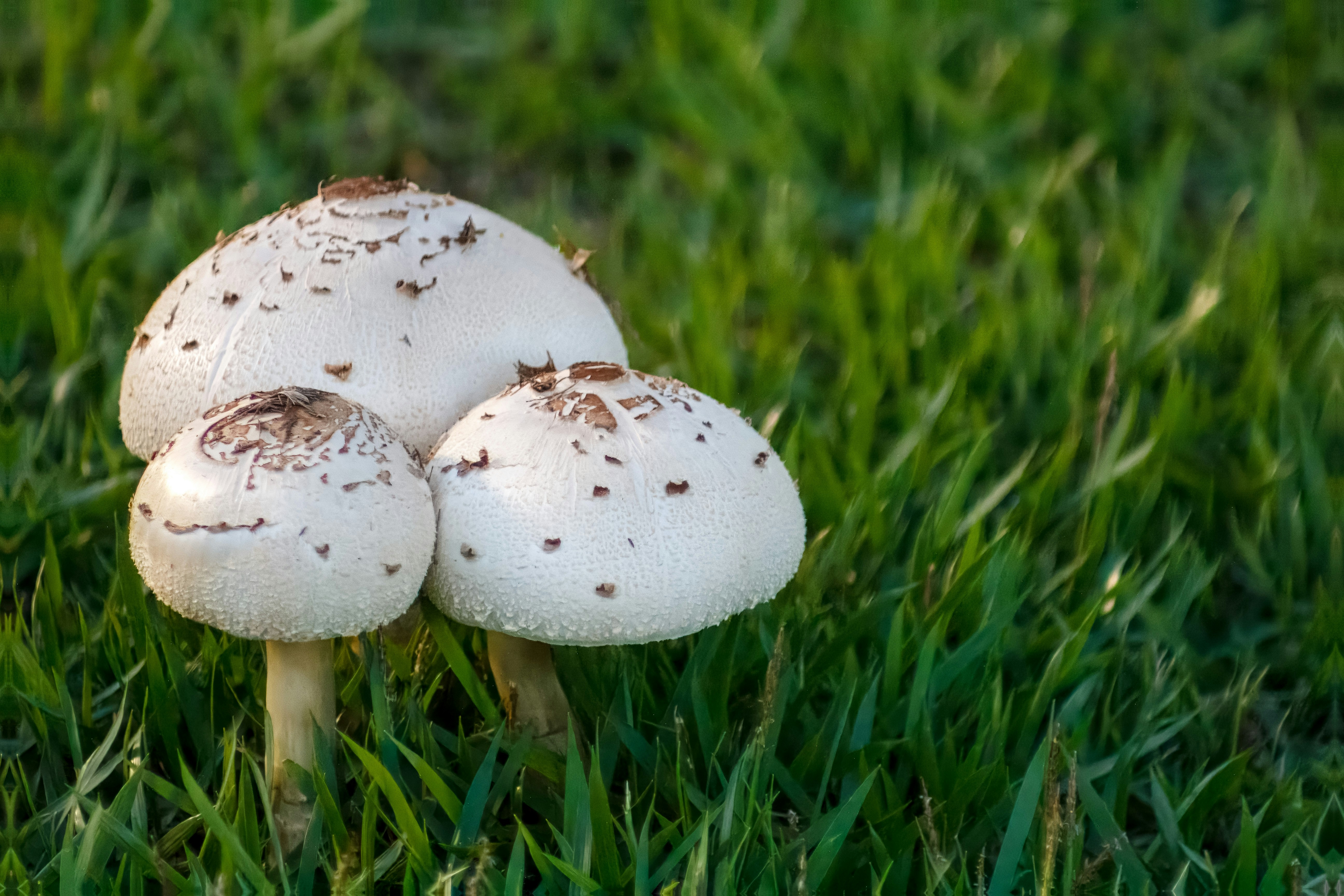 Mushroom Choir in the Morning Green