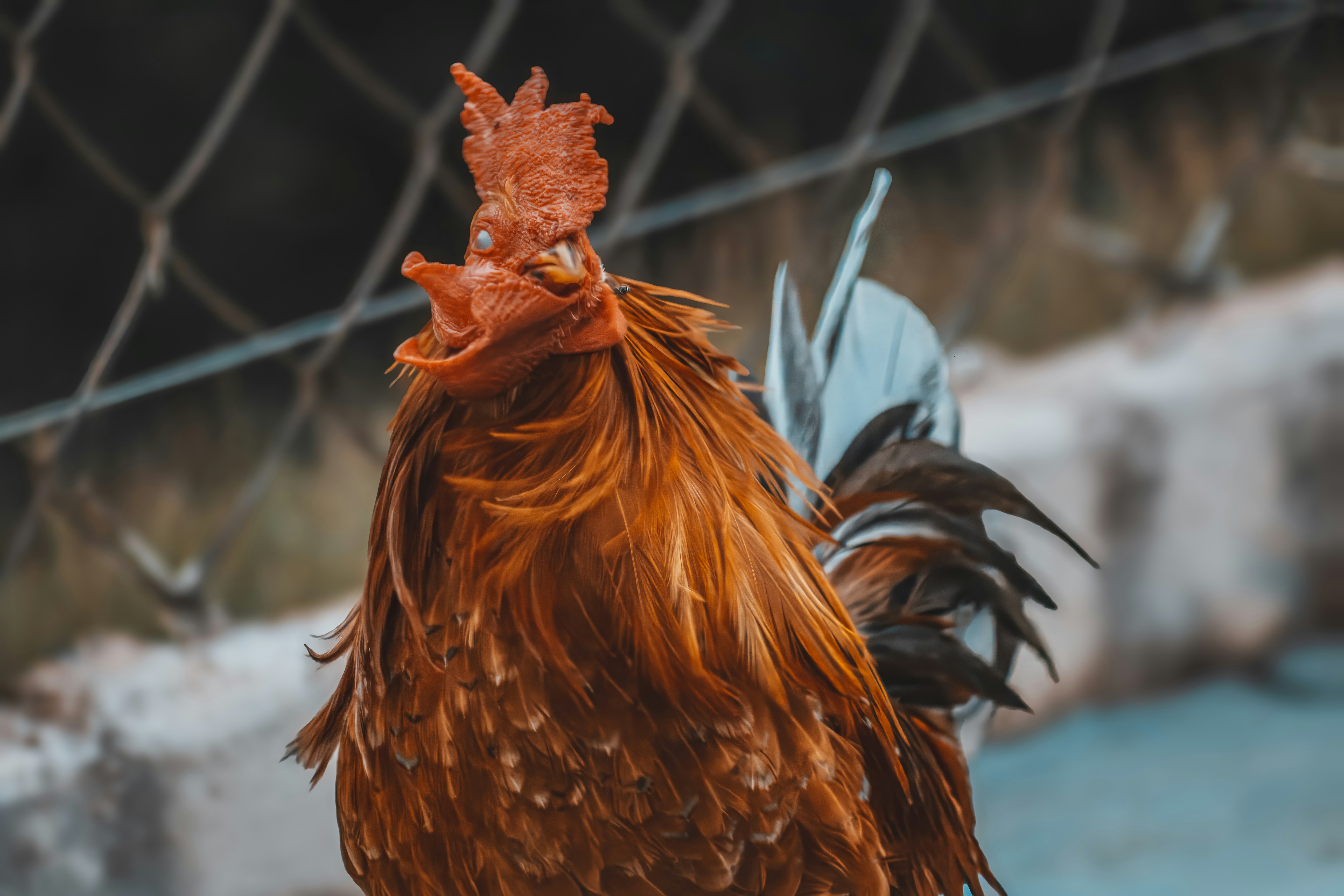 Rooster in a Rain of Warm Light
