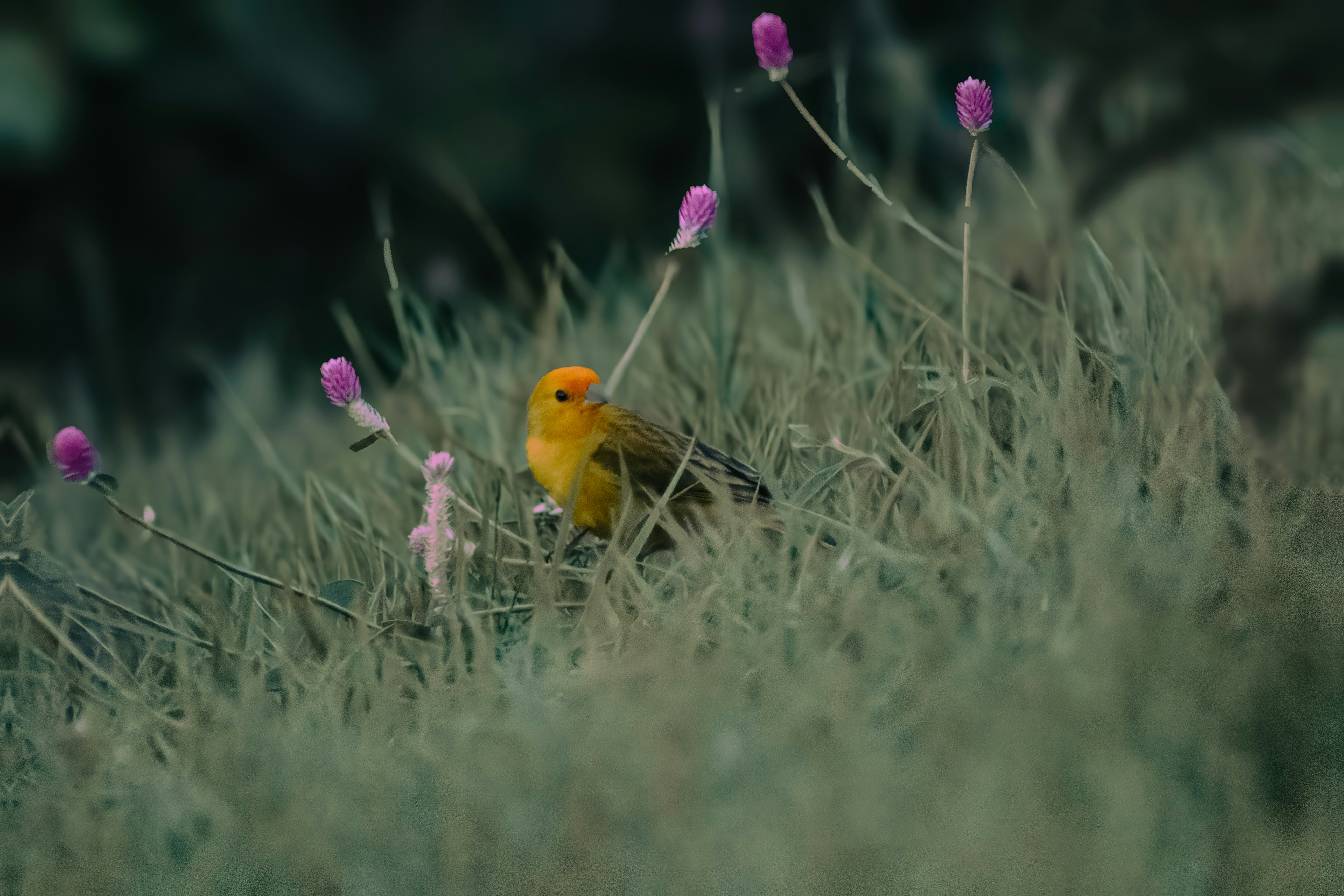 Golden Warbler in a Quiet Meadow