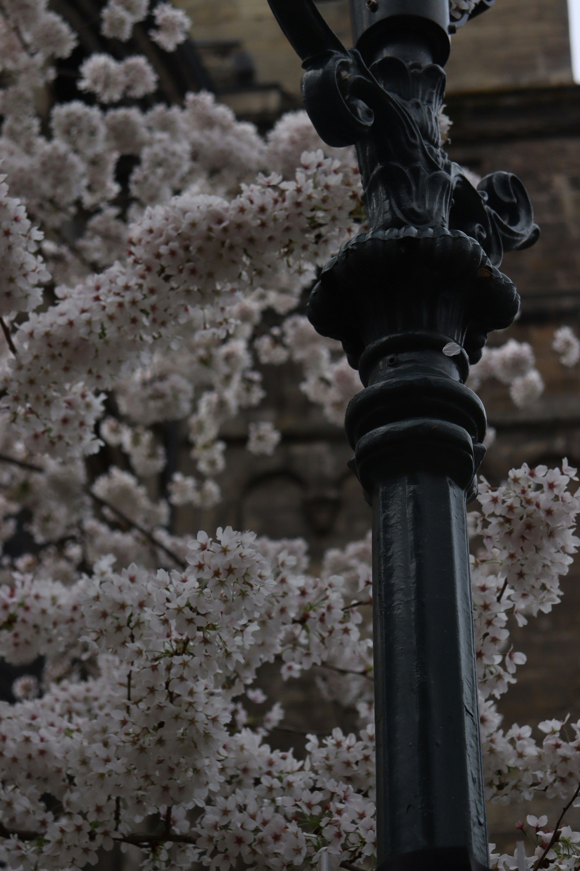 Gaslamp Lantern Amid Cherry Blooms