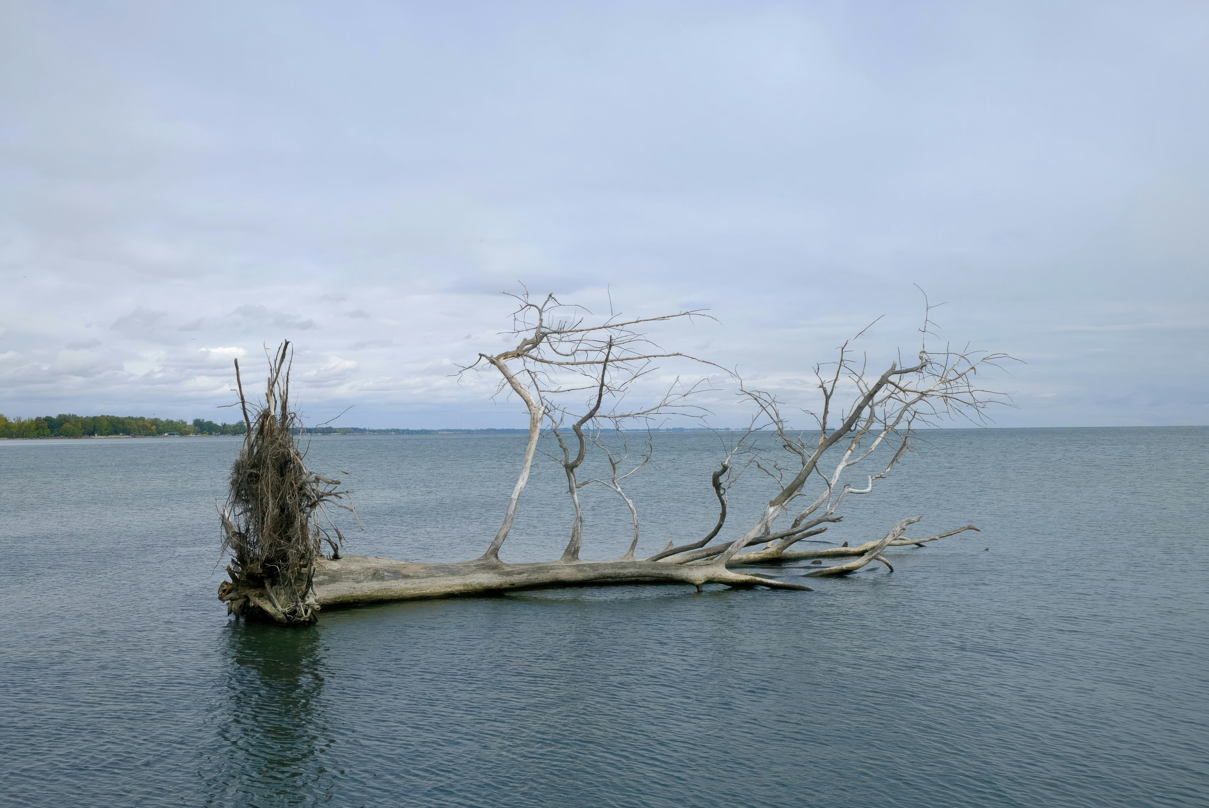 Driftwood Sentinel on a Calm Inland Sea