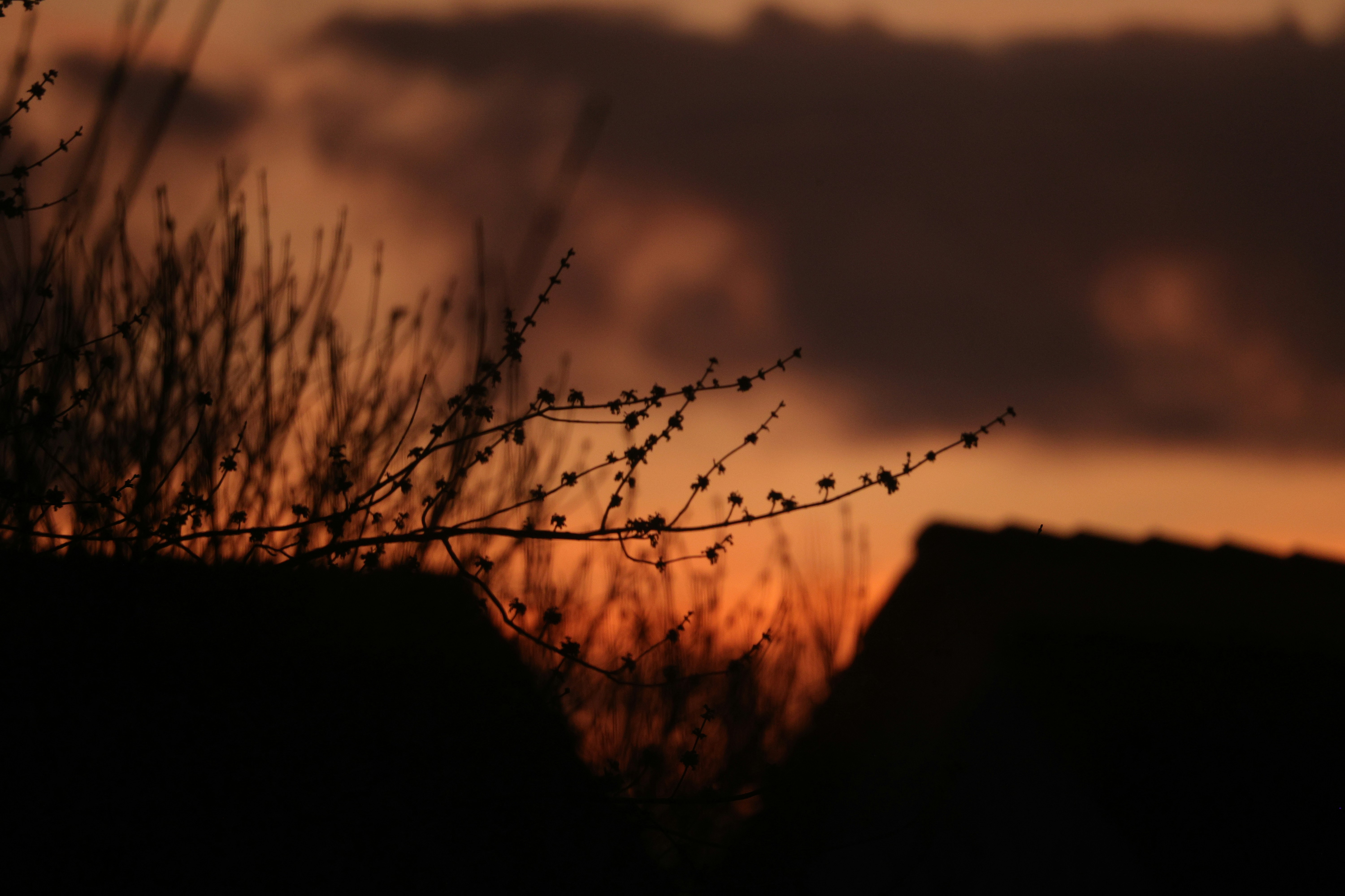 Silhouette on the Verge of Dusk