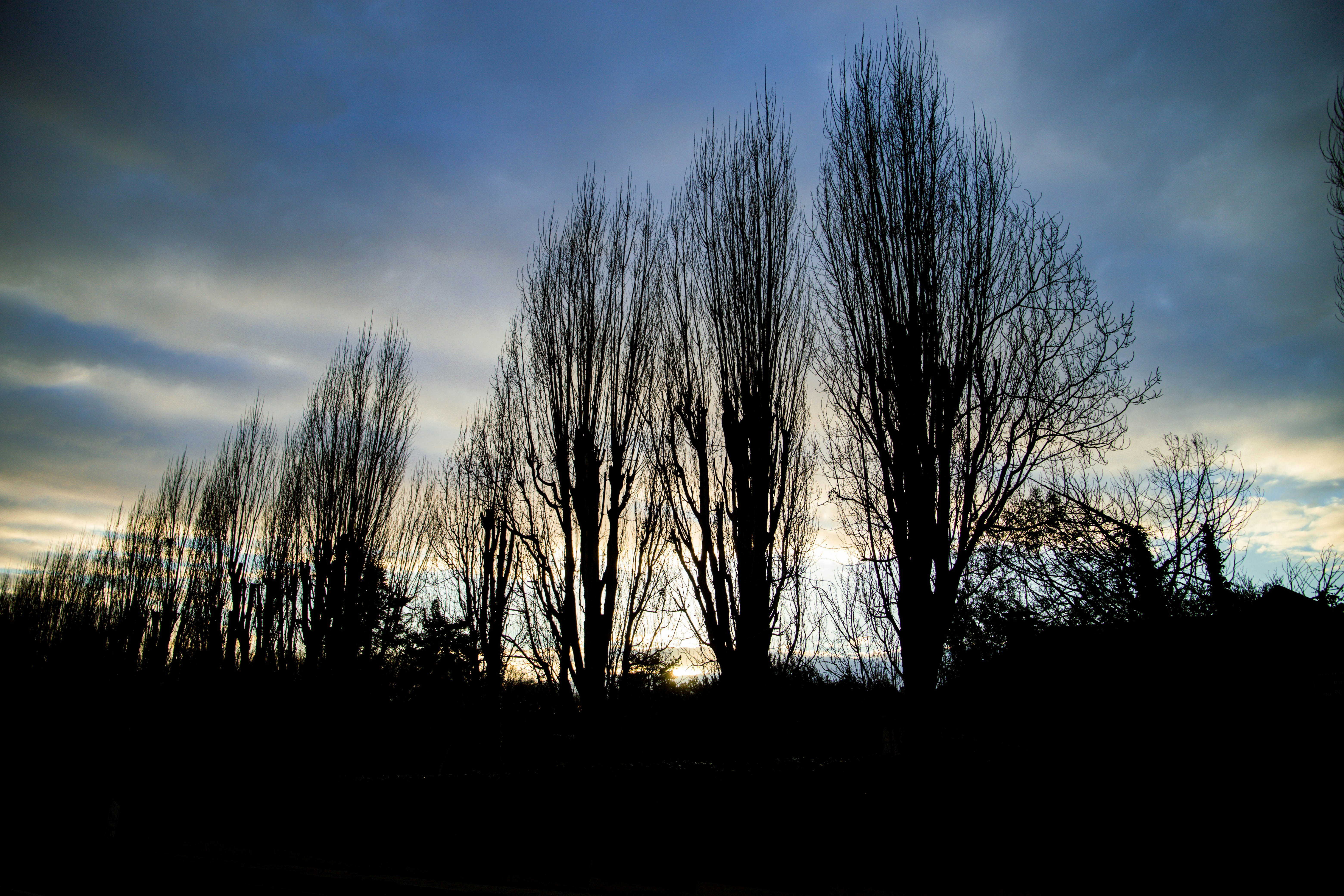 Silhouette Chorus at Dusk: Tall Trees Against a Fading Sky