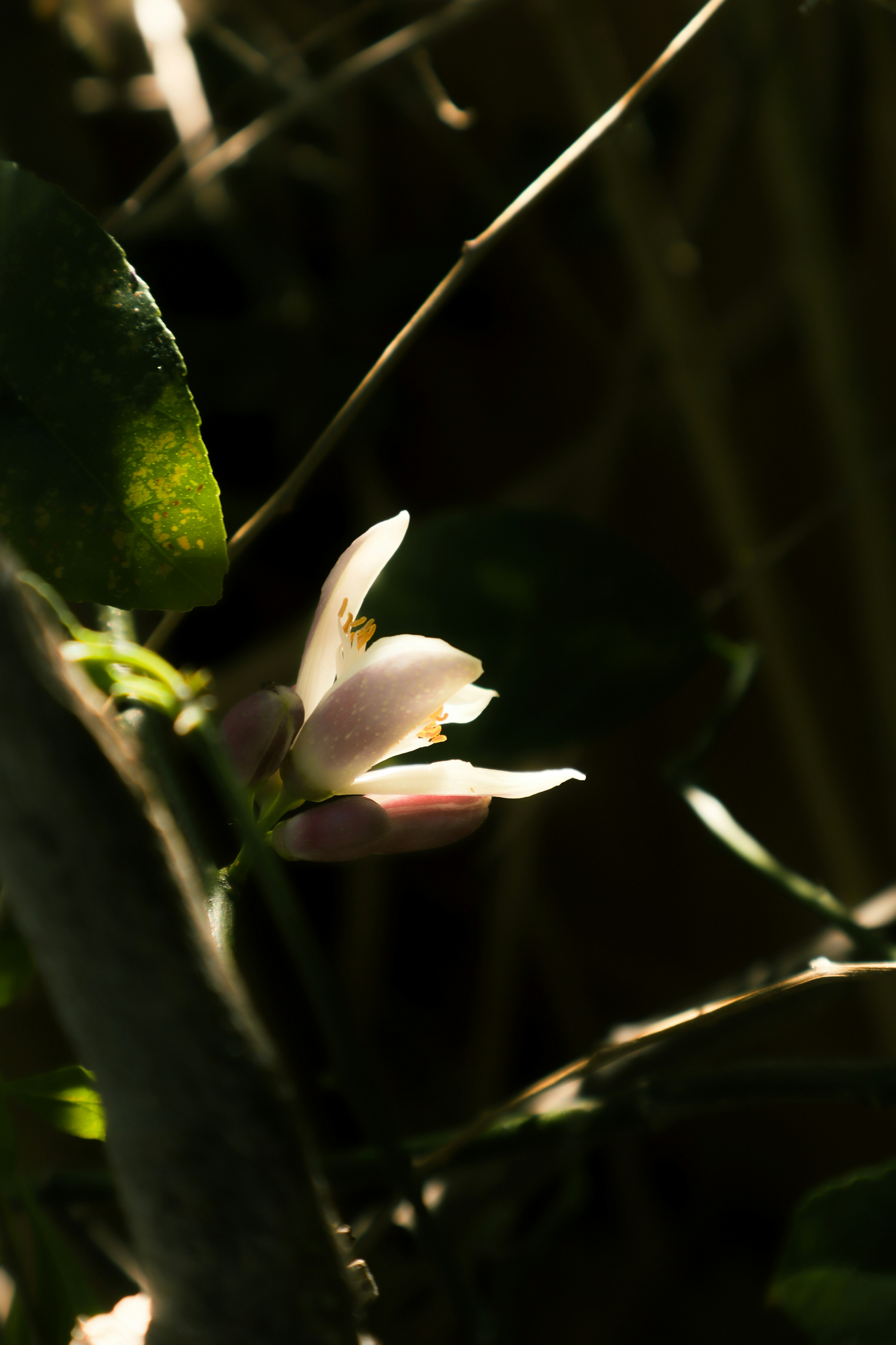 Soft Bloom in Dappled Light