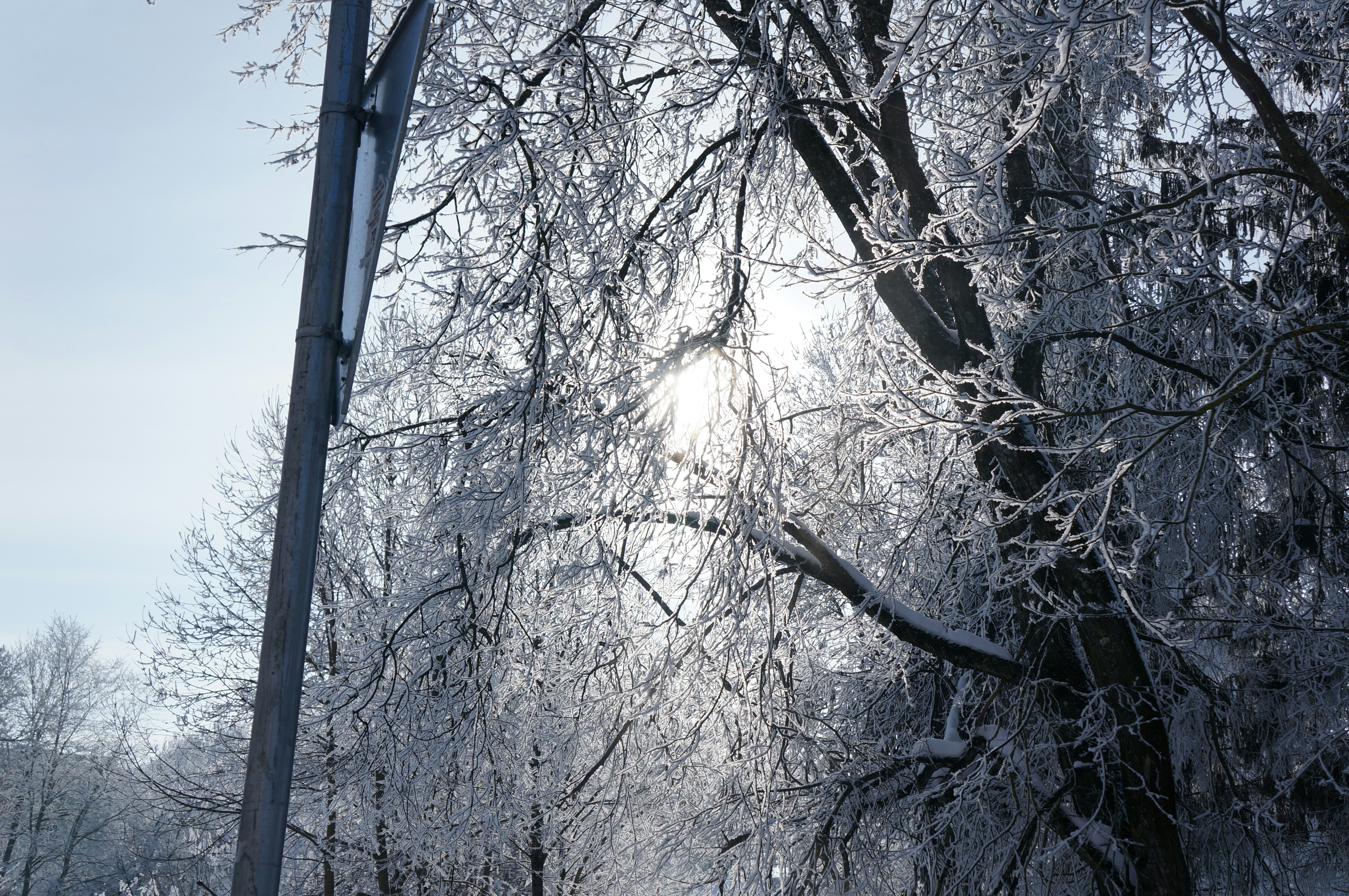 Icy Branches Fall Silent Under Winter Sun