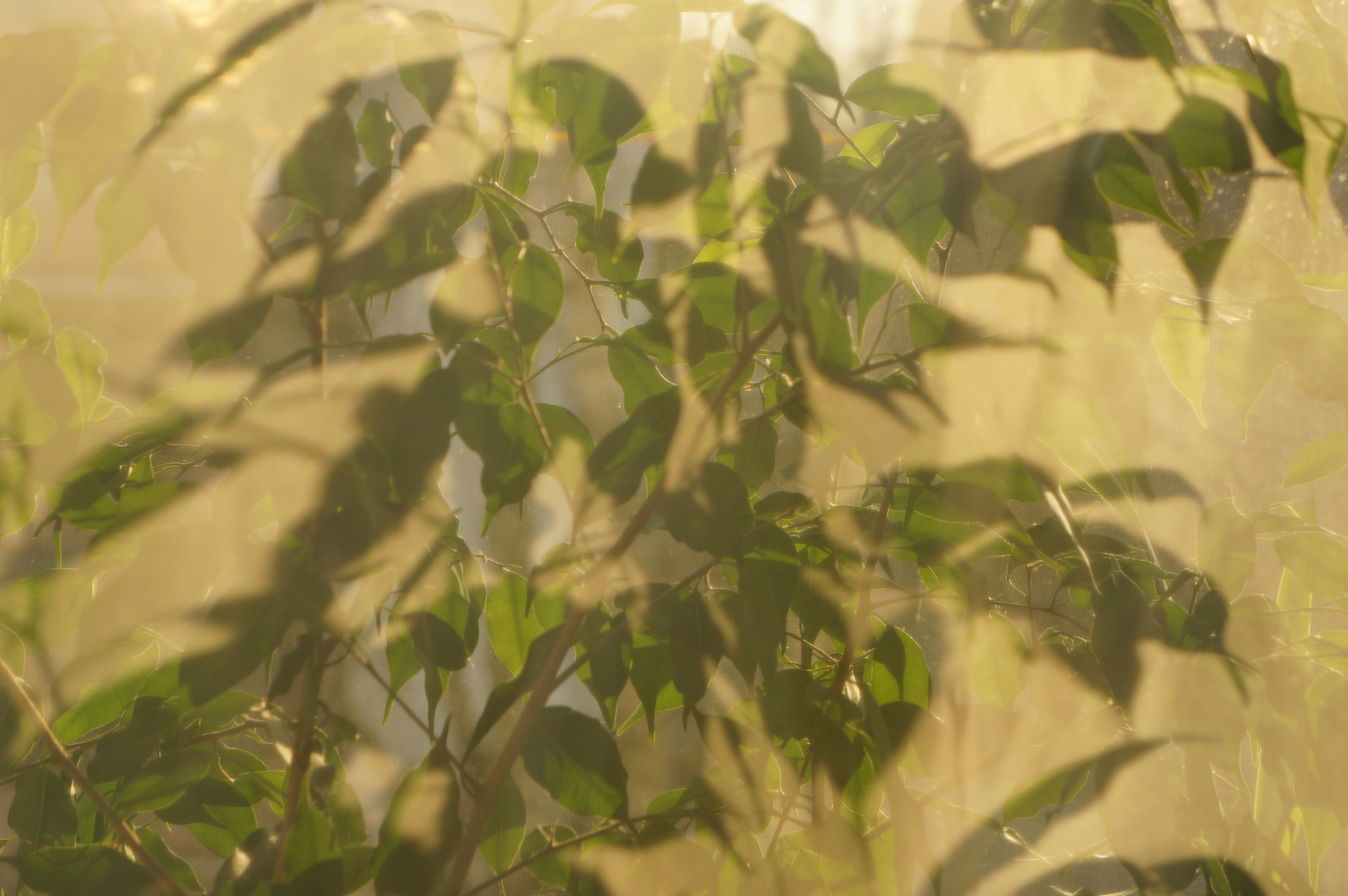 Sunlit Leaves Behind a Veiled Screen