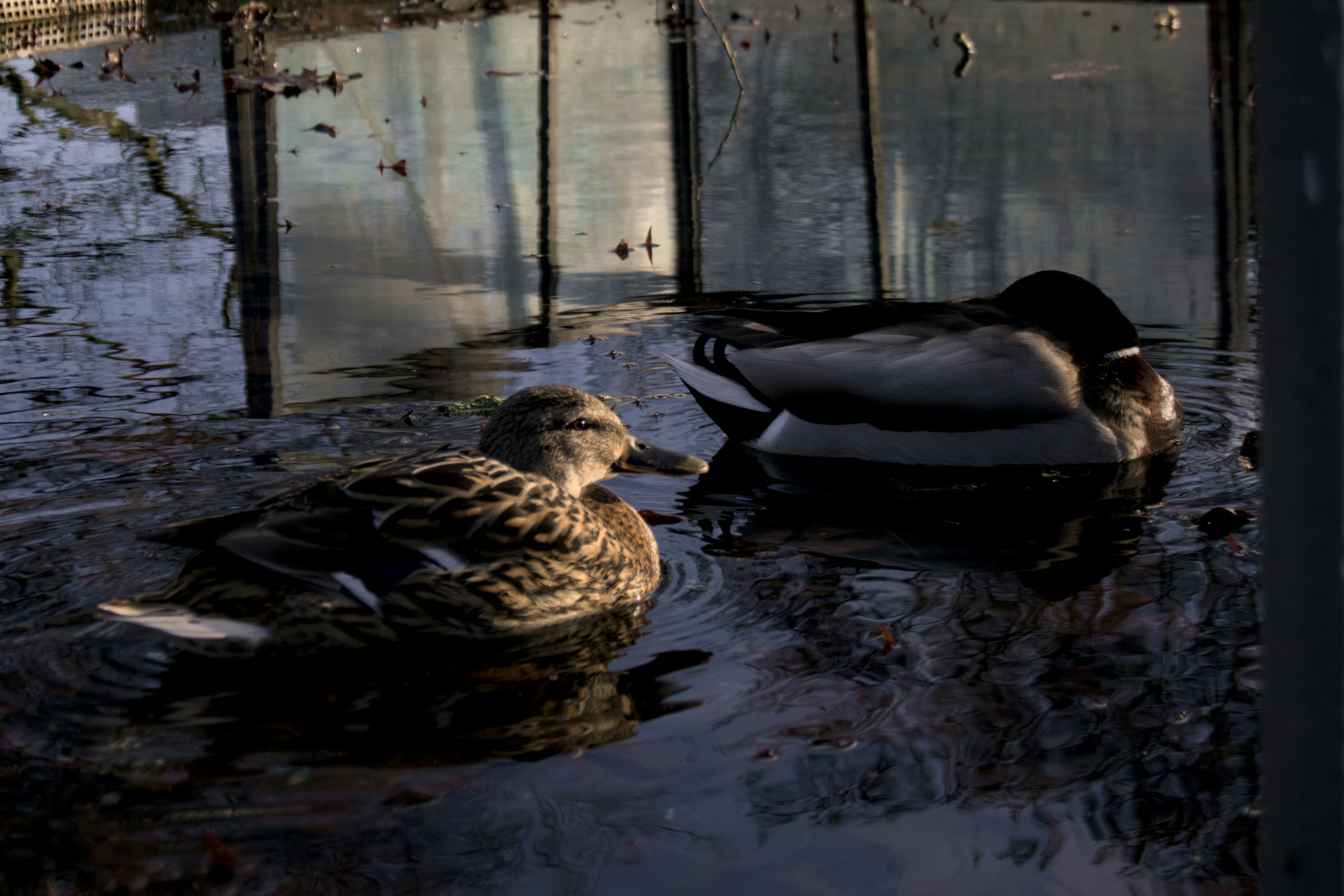 A Quiet Moment: Two Ducks Amid Reflections by the Water