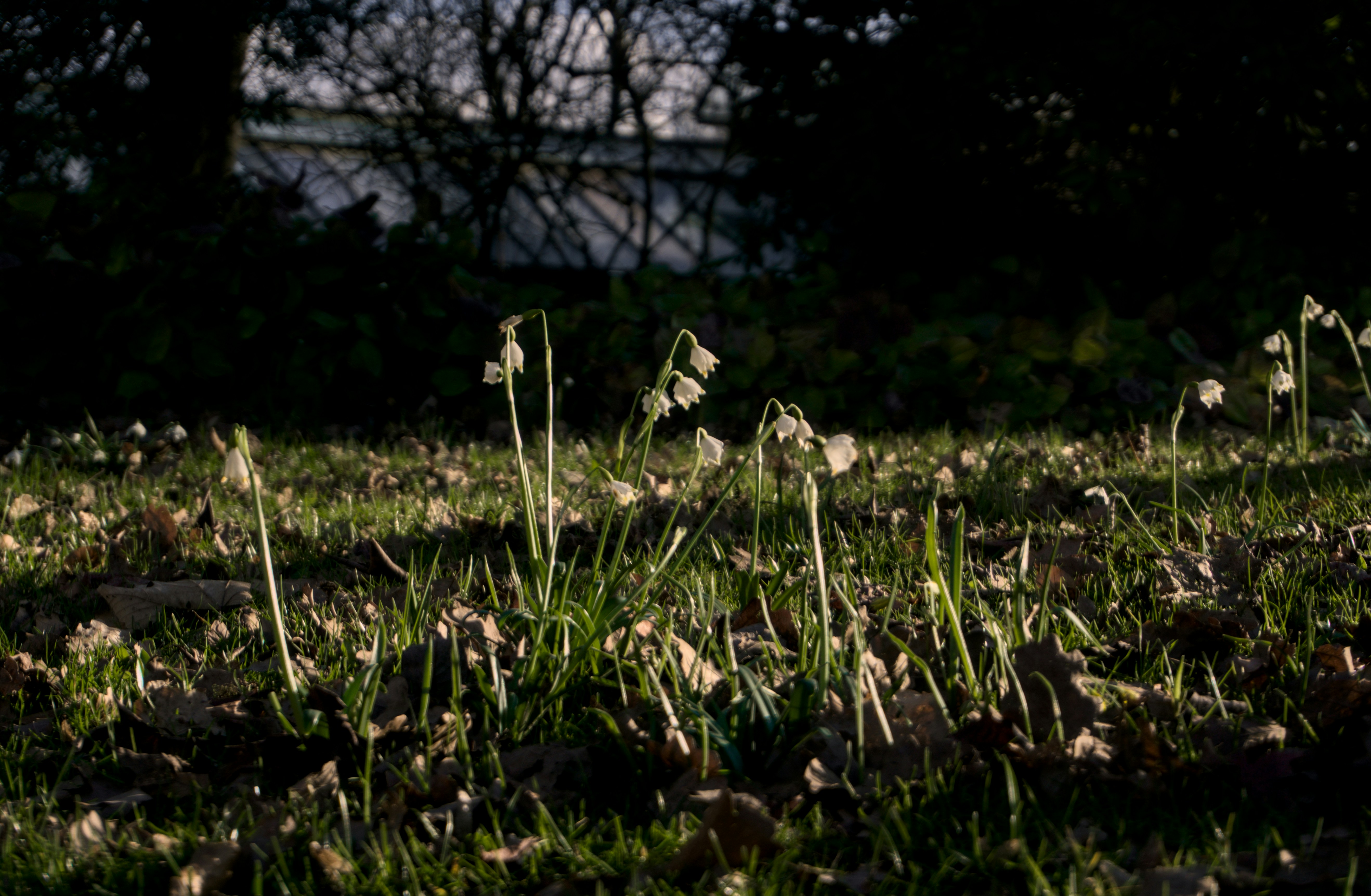 Sunlit Wildflowers Rise in the Quiet Lawn