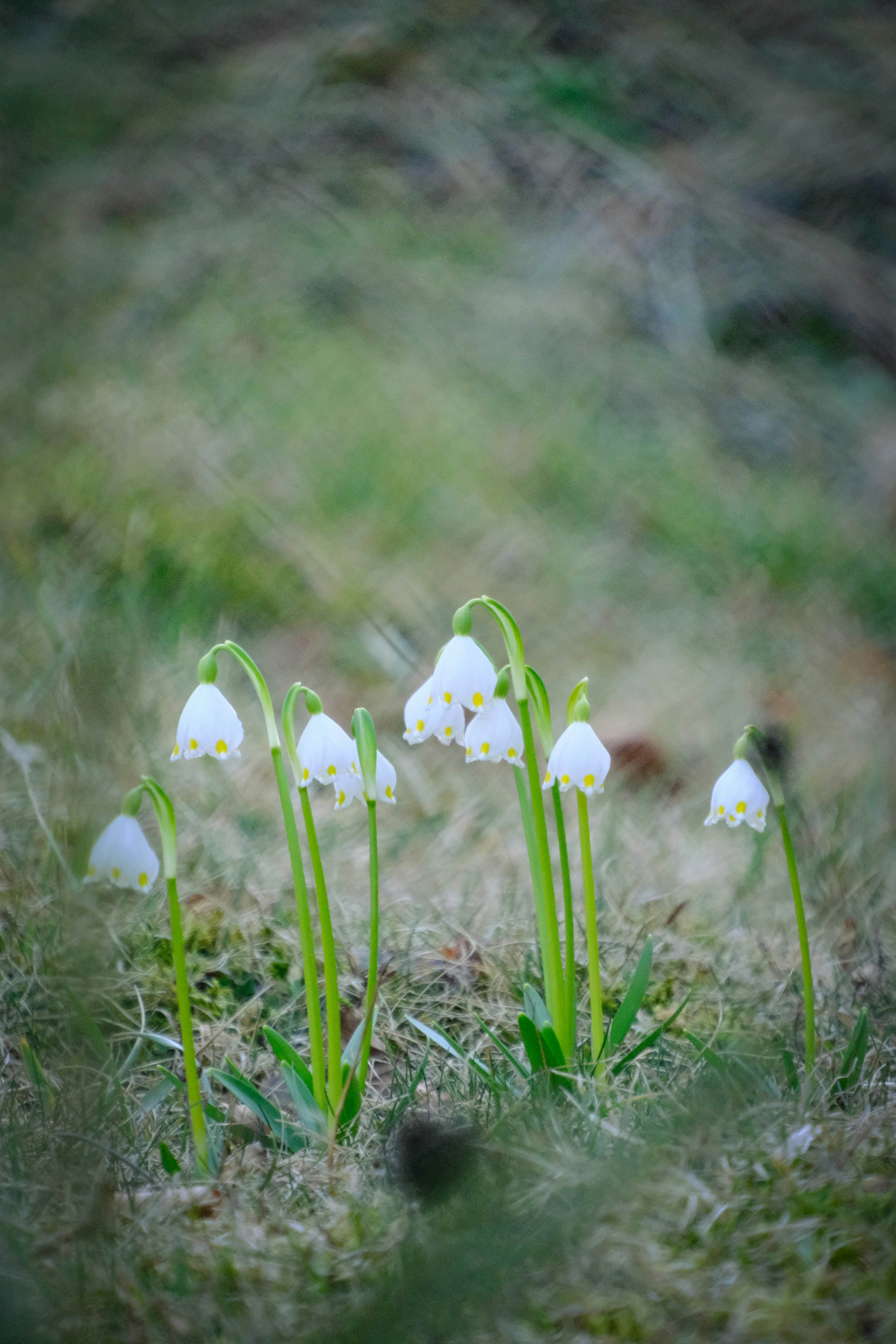Field of Quiet Bells: Snowdrops in Soft Focus