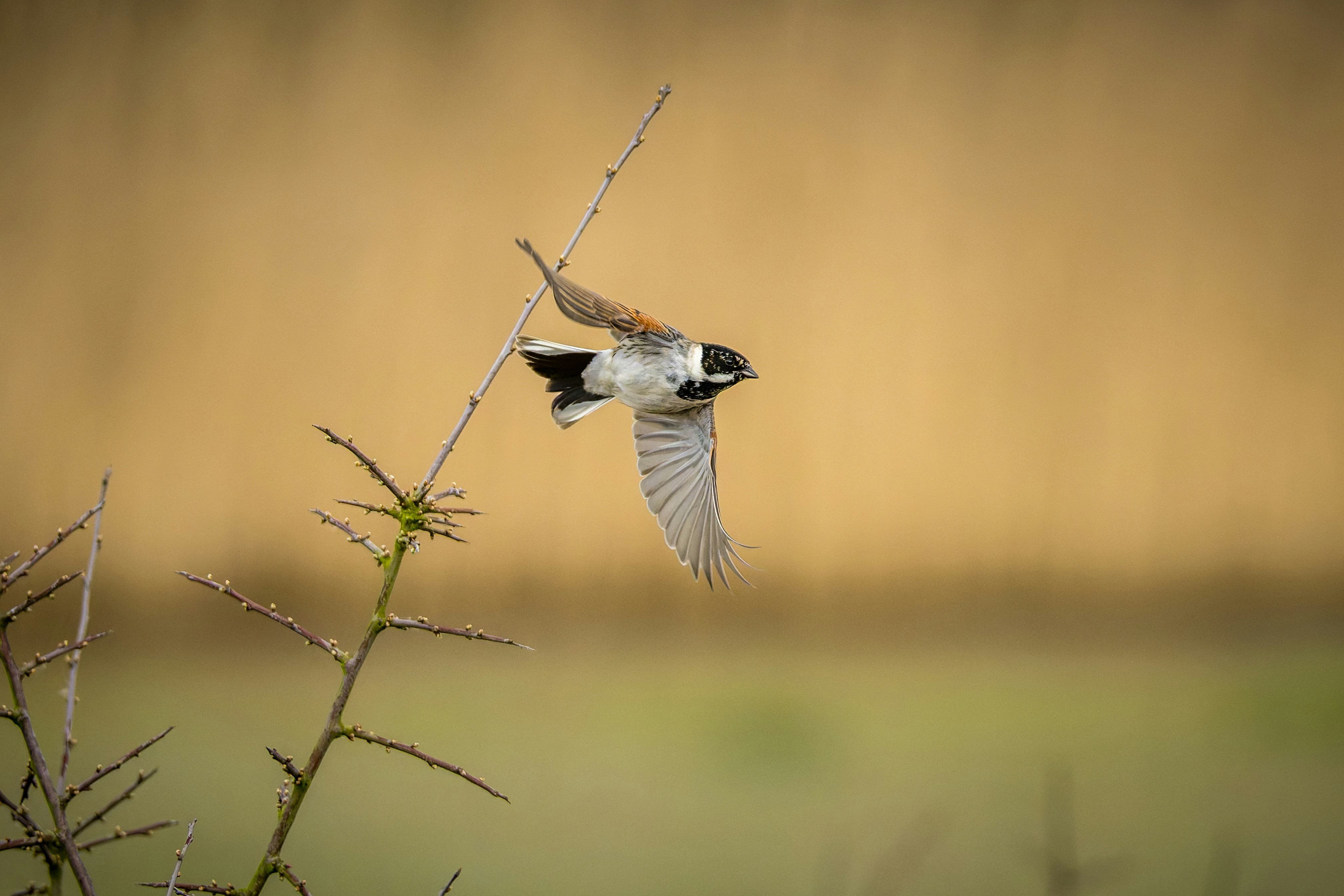 Winged Pause: A Sparrow Halts Mid-Flight Over a Spiney Perch