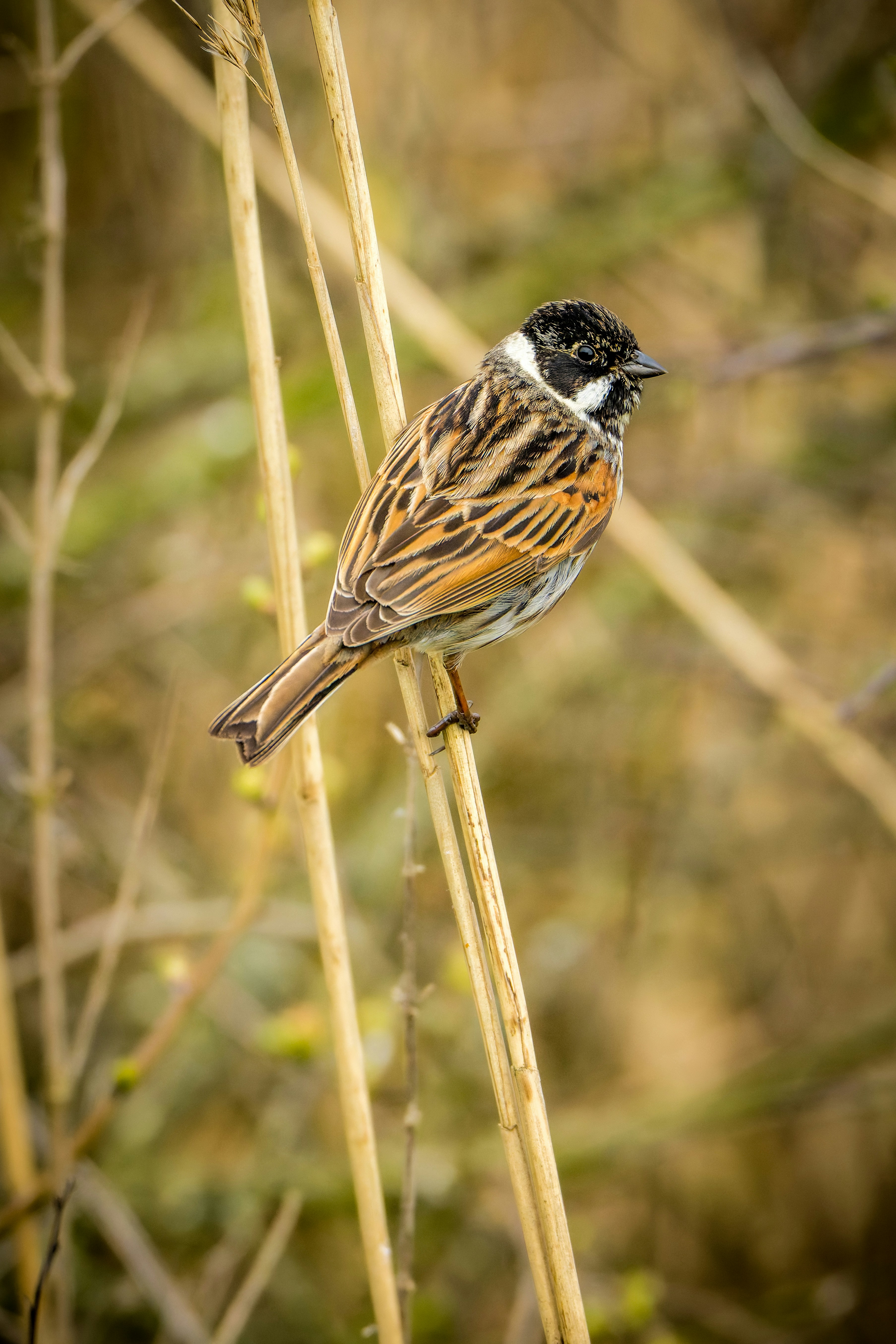 Sparrow perched among reed stalks, eyes alert