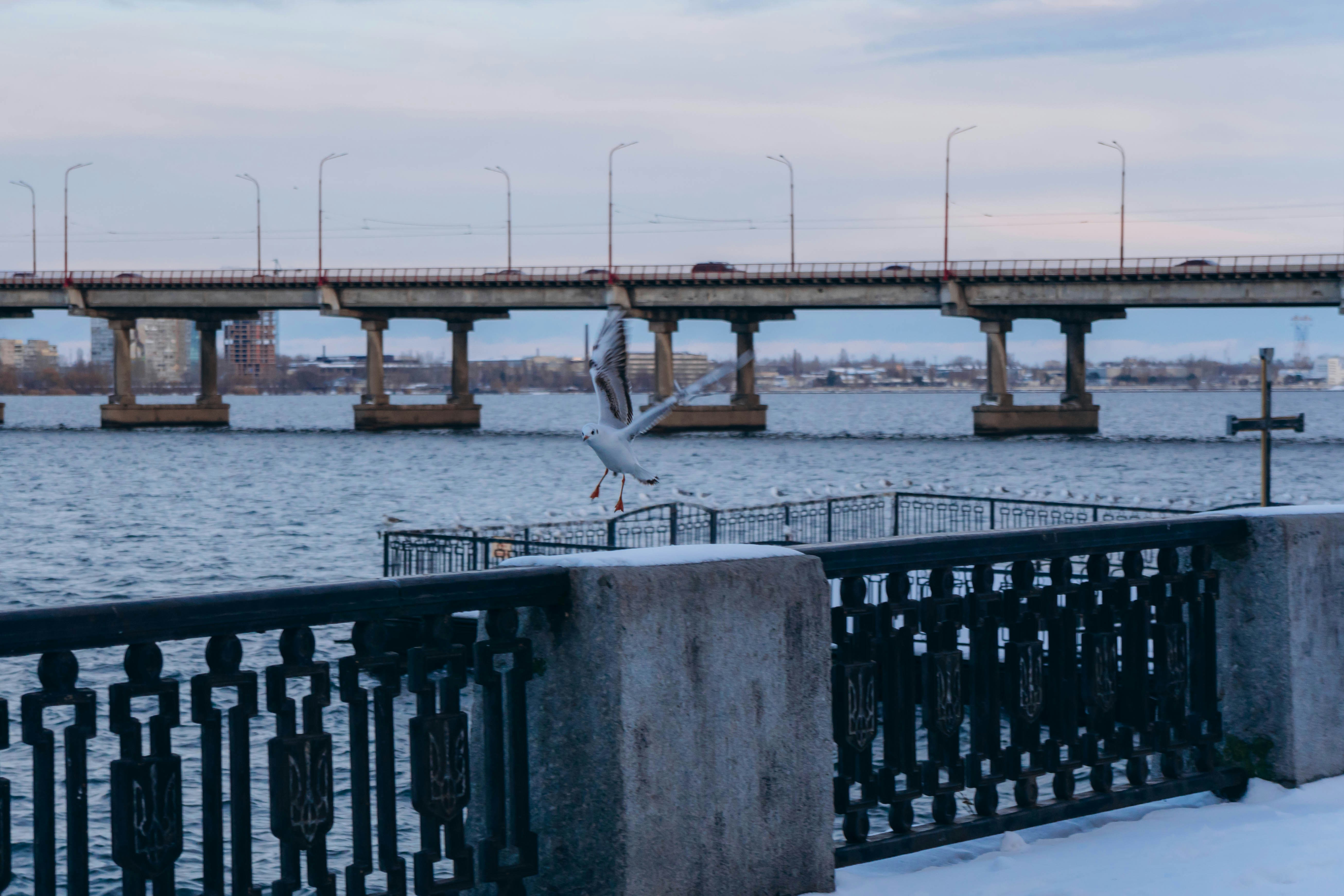 Midday Balance: Seagull in a Waterfront Frame