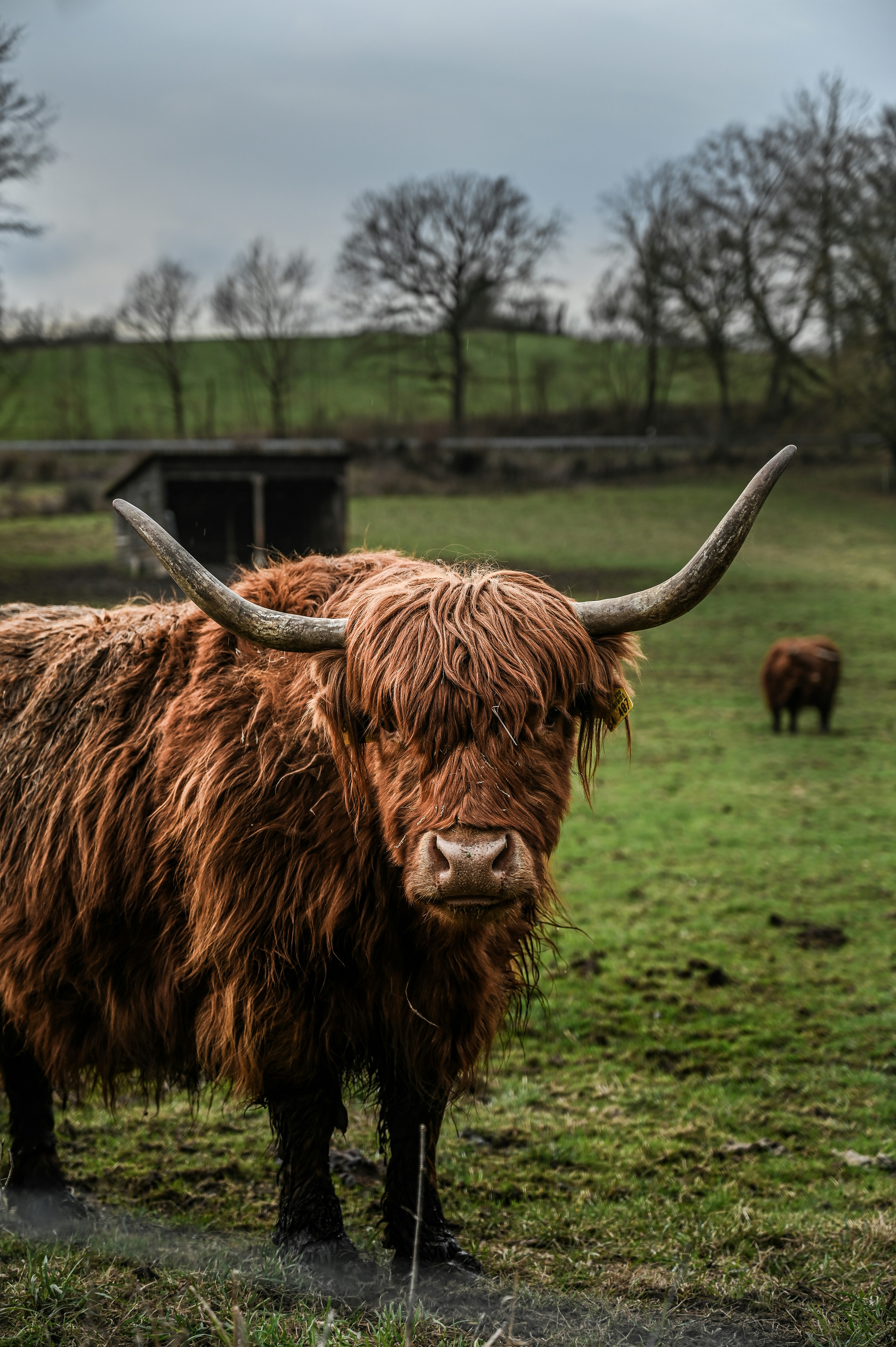 Horned Sentinel: A Highland Domestic on a Dusk-Grass Field