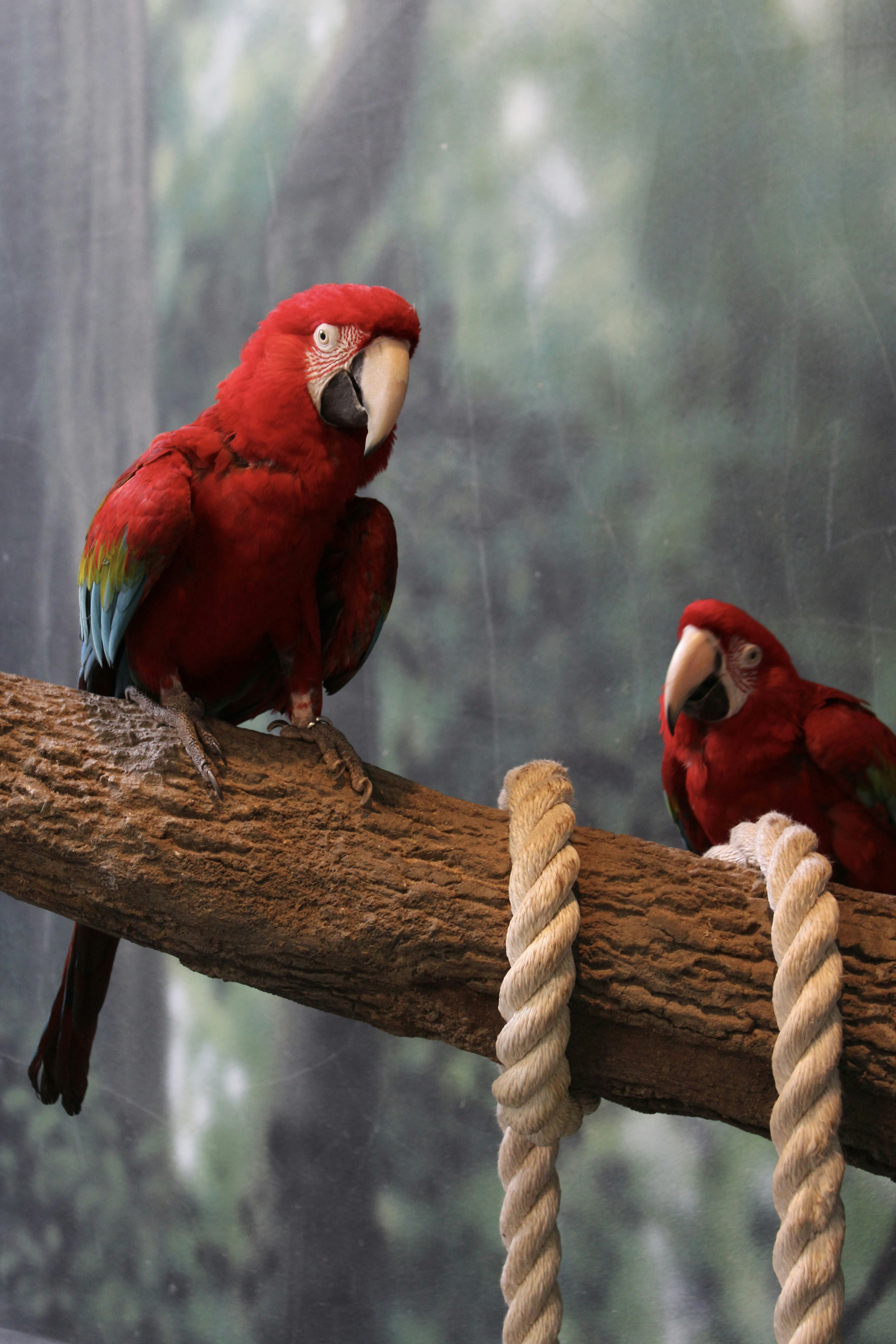 Red Parrots on a Weathered Rope, Witnessed Through Glass
