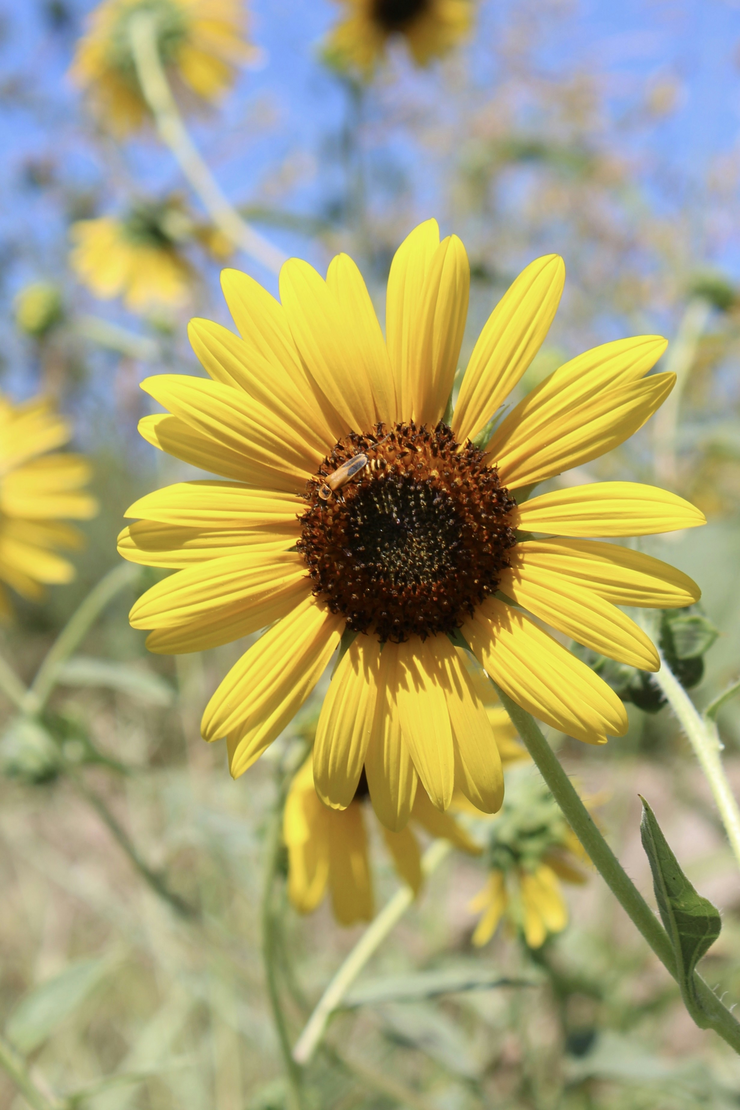 Sunlit Bloom: A Bold Sunflower ProClaiming the Summer Sky