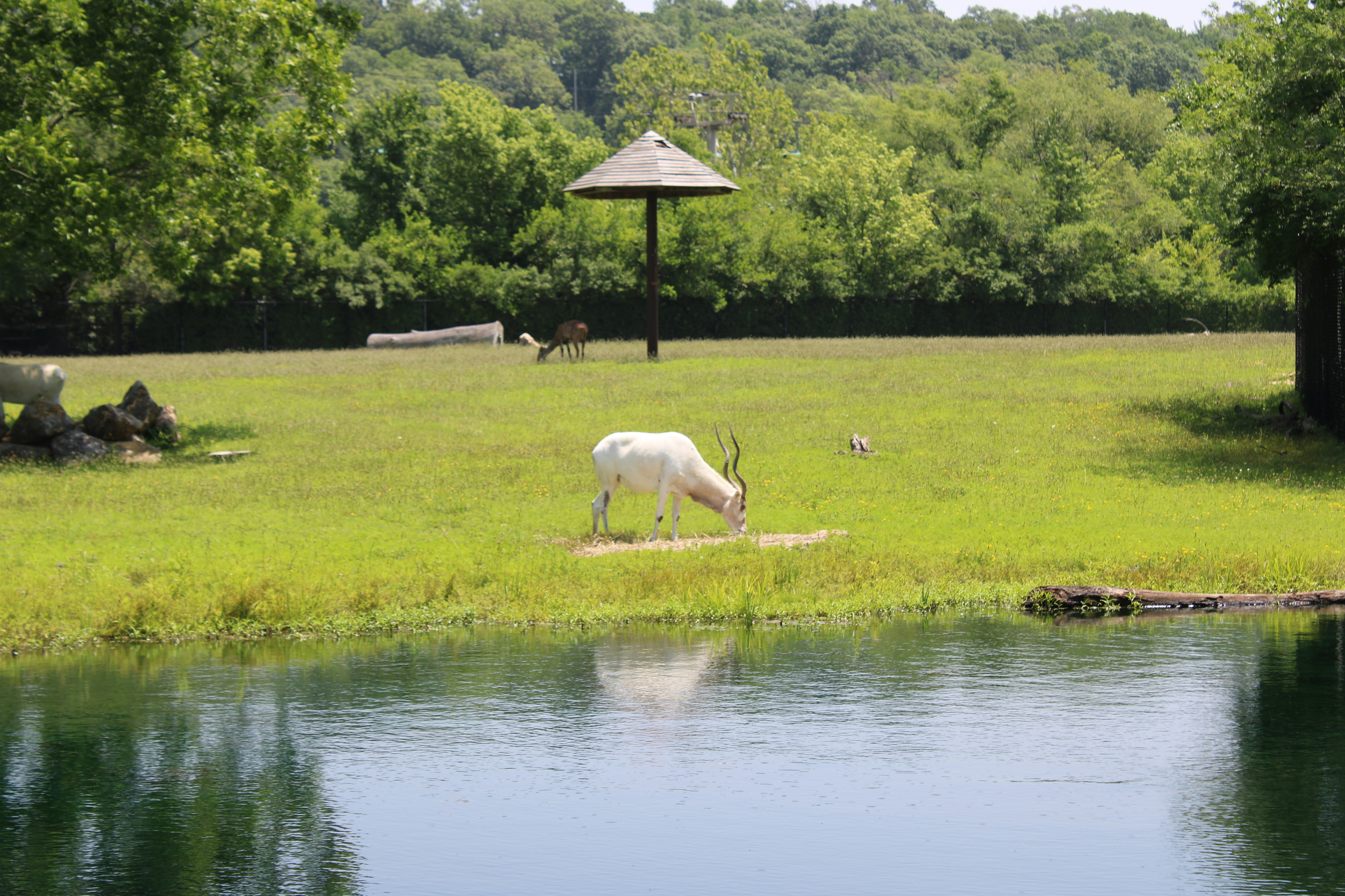 Pasture Sentinel: White Goat by the Pond