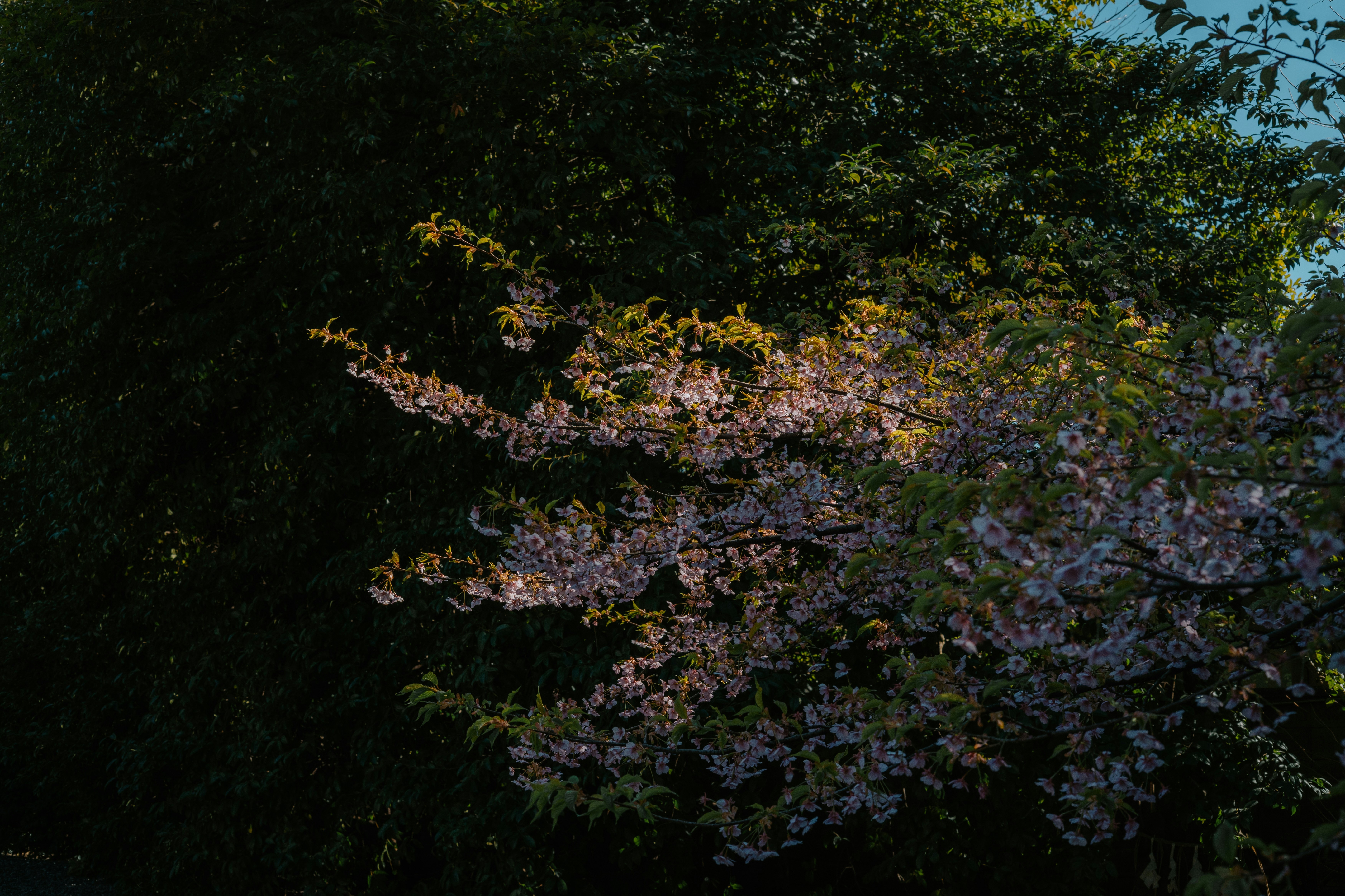 Blossoms in Partial Shade: A Quiet Burst of Spring