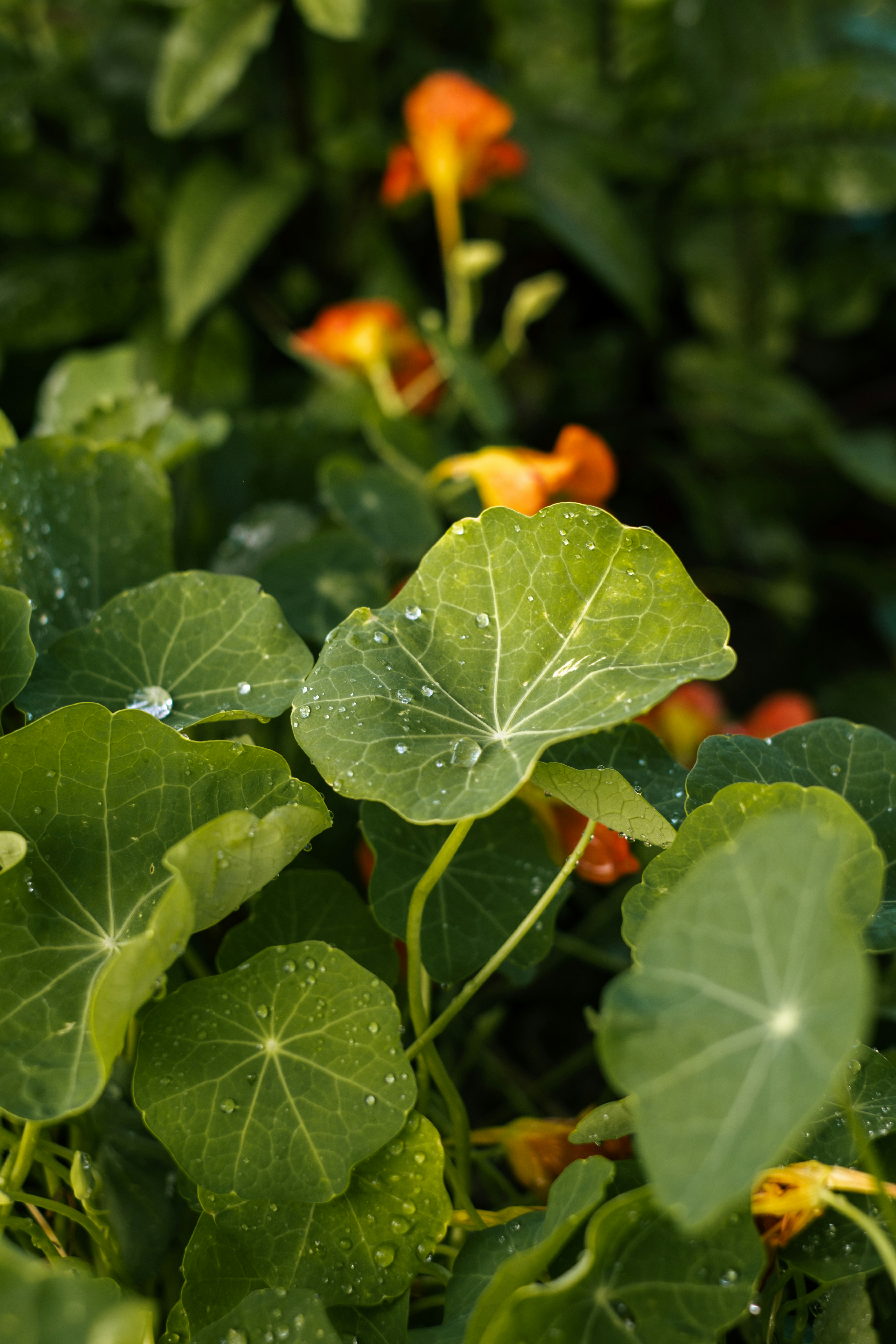 Emerald Leaves with Dew: Close-Up of a Verdant Corner