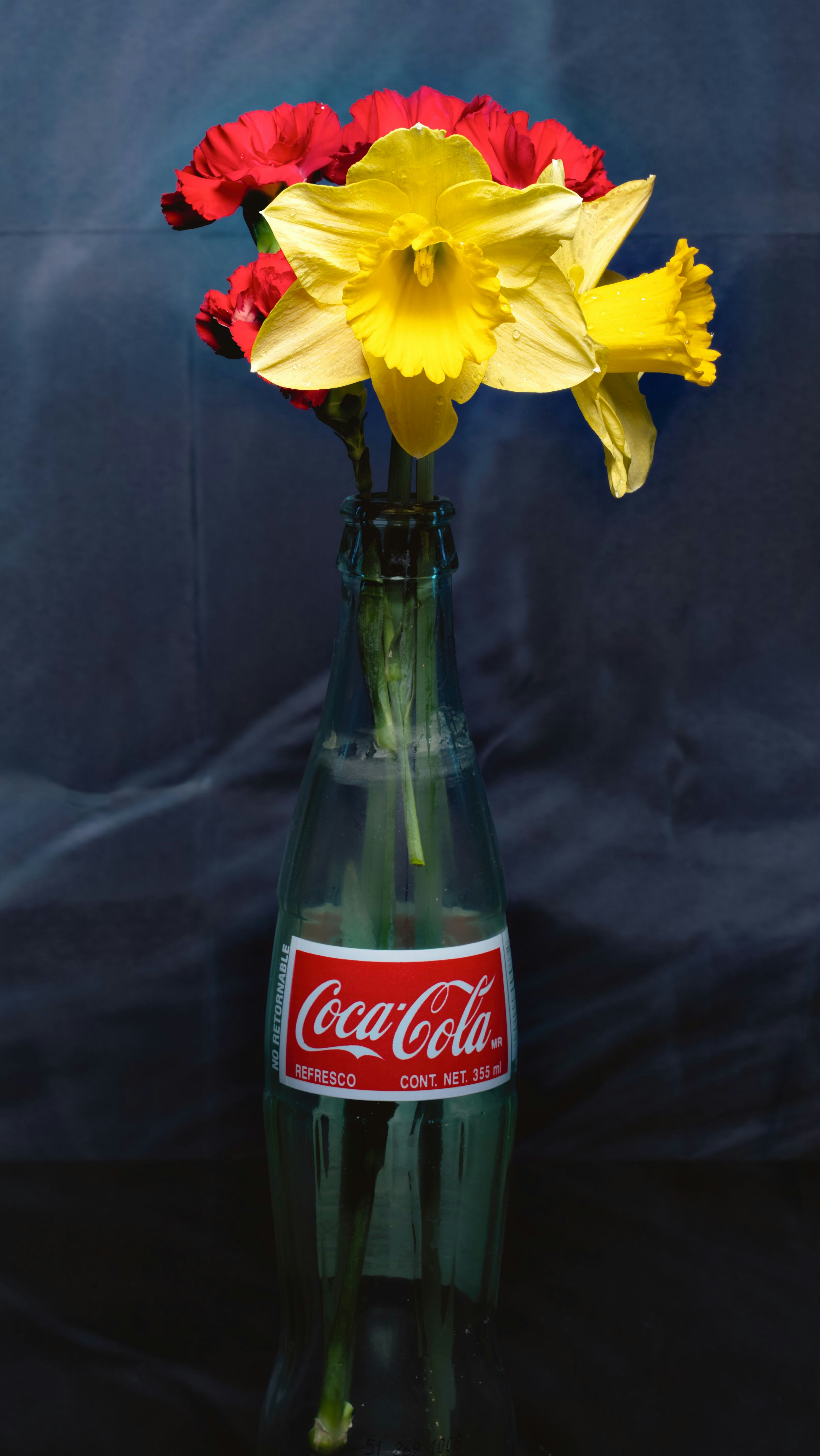 Yellow Narcissus Crowned by Red Alliage in a Coca-Cola Bottle Still Life