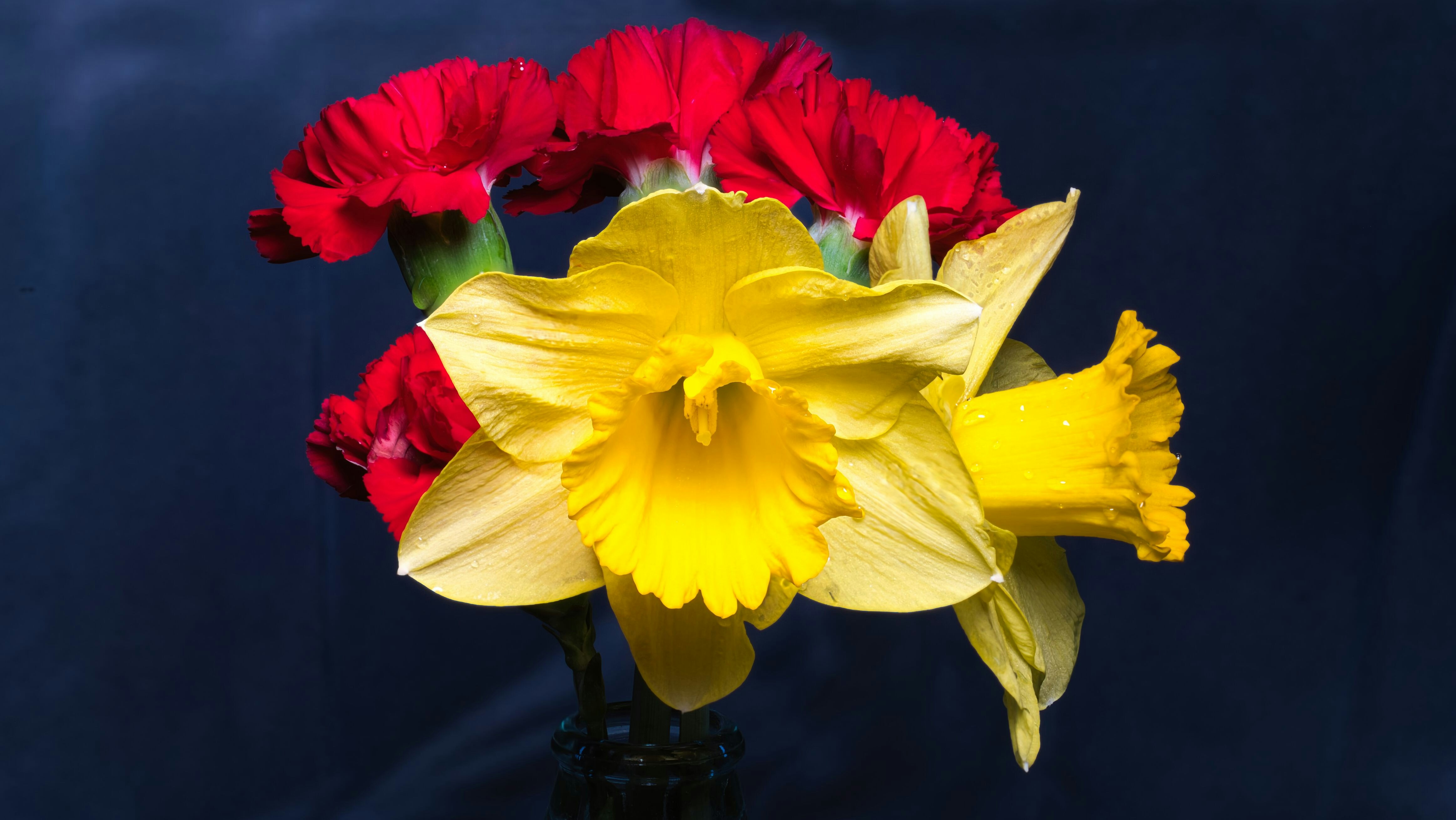 Sunlit Narcissus Chorus Against a Velvet Night