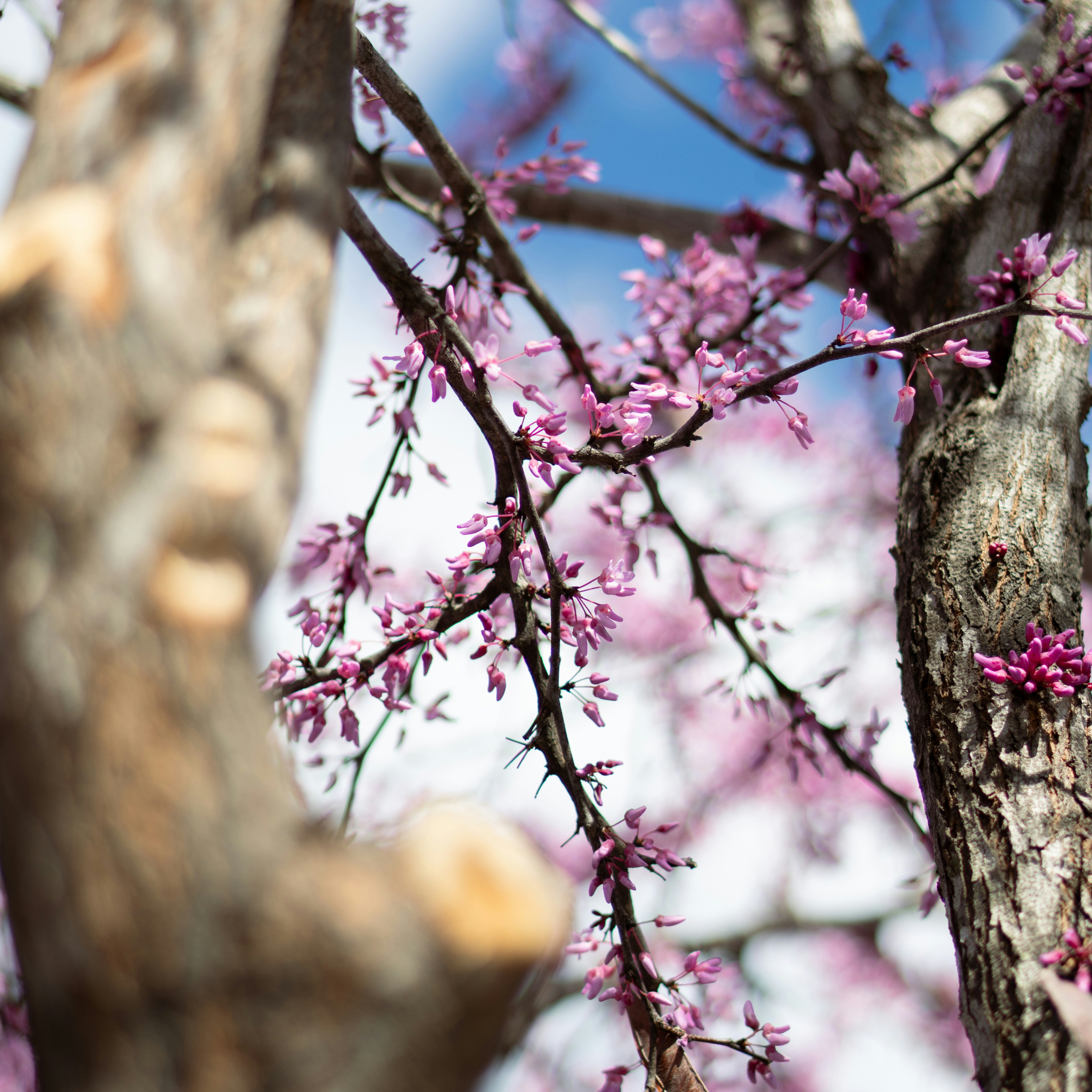 Blossoms in the Gnarled Morning
