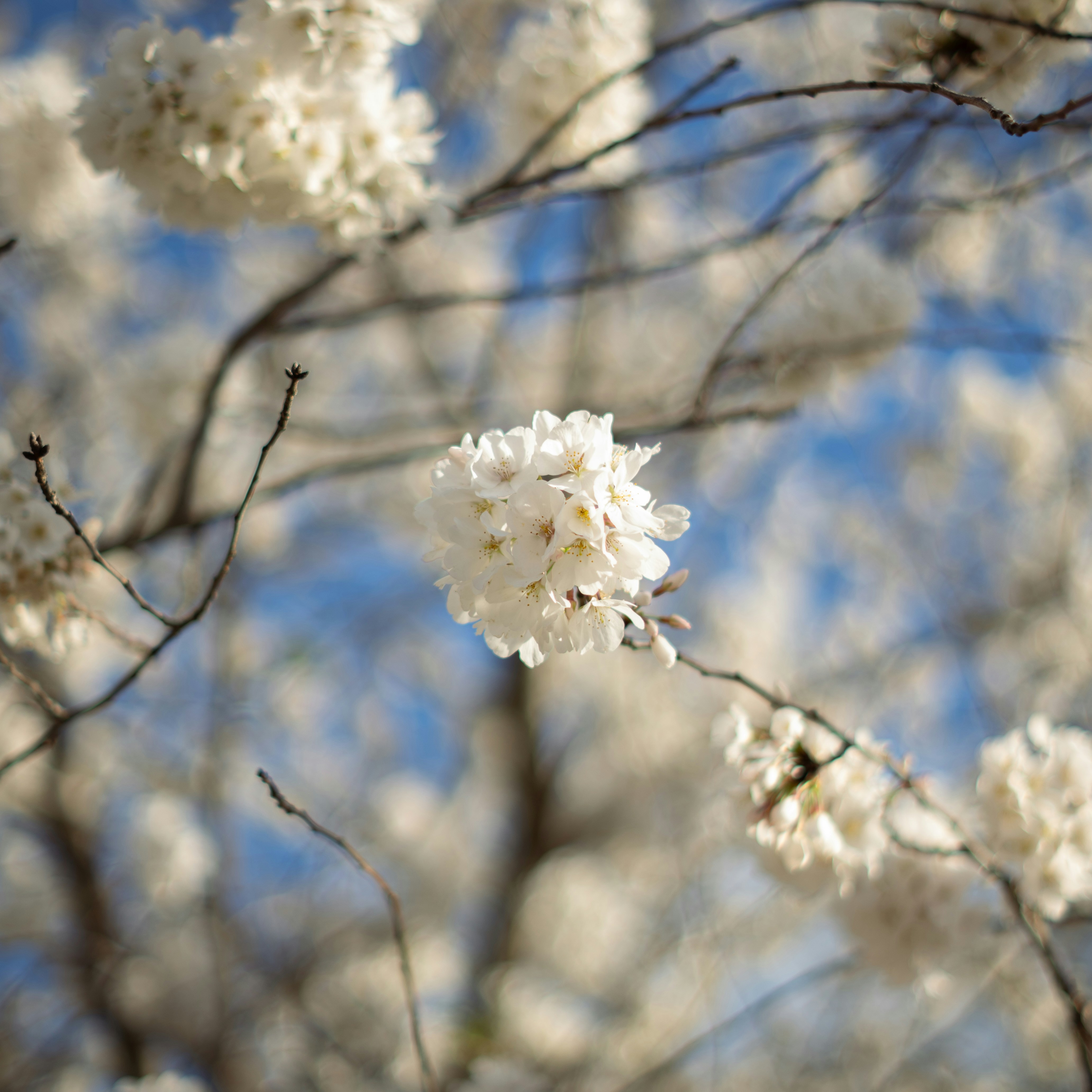 White blossom cluster against blue spring sky