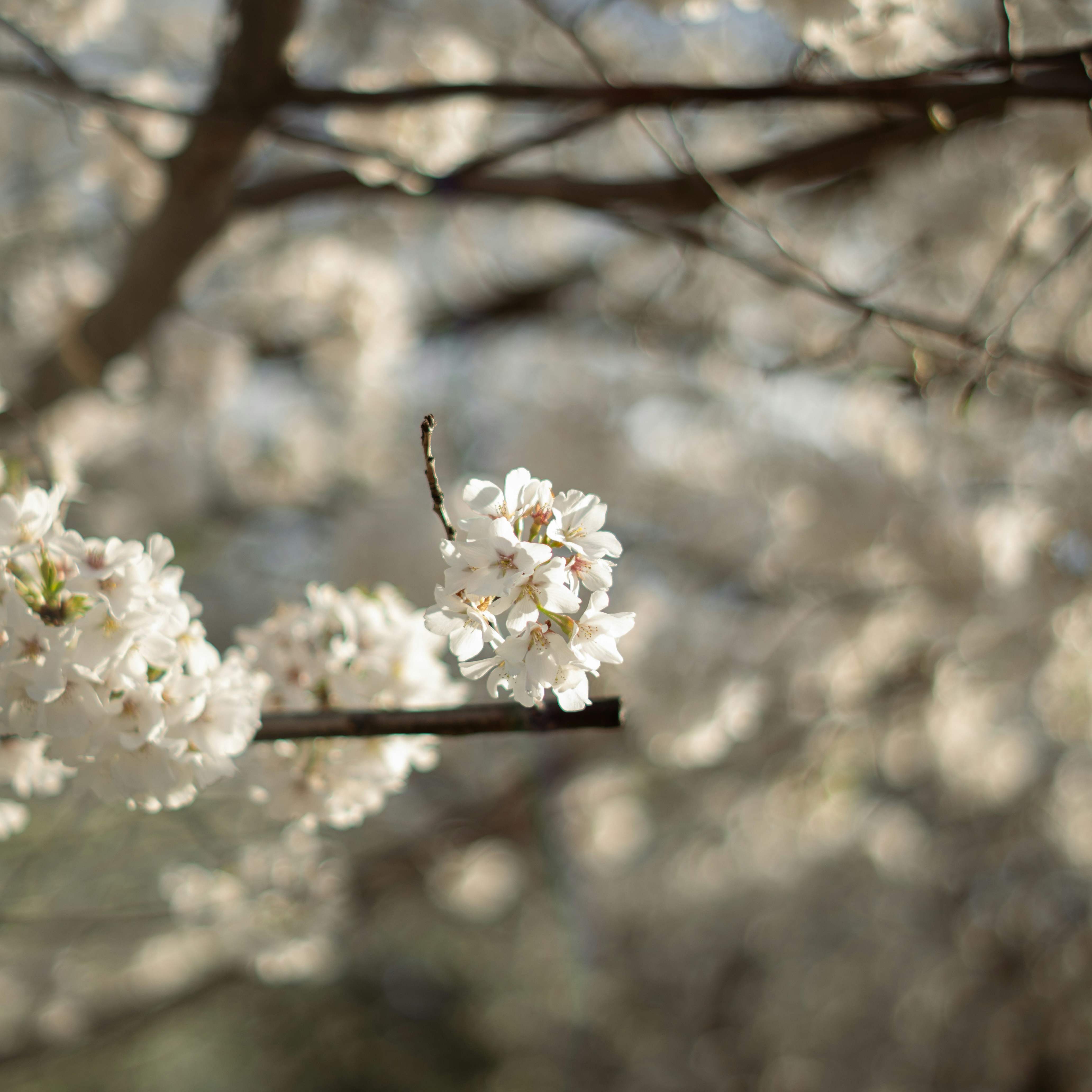 Whispering Cherry Bloom in Soft Backlight